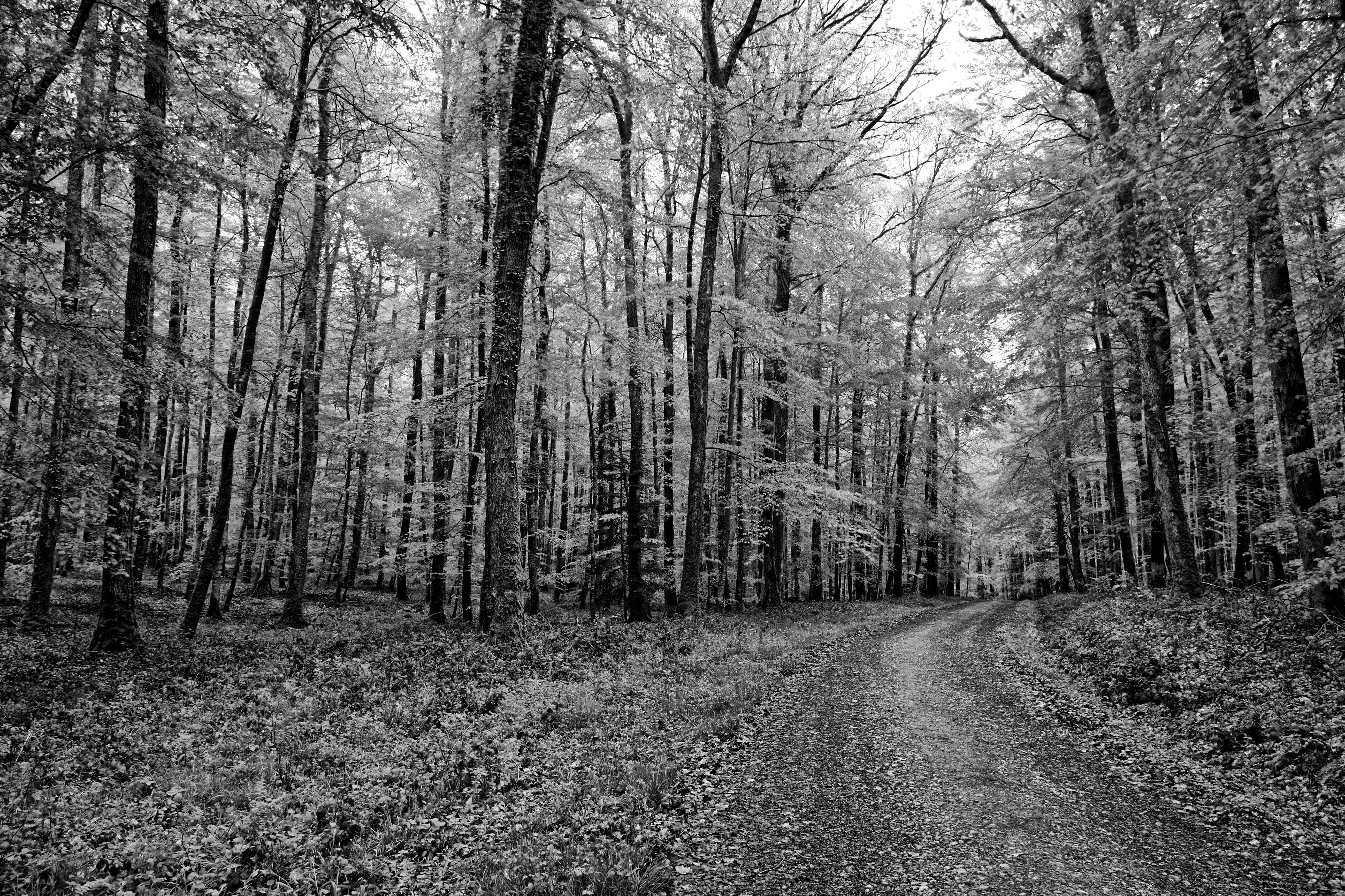 Foto de stock gratuita sobre fotos en blanco y negro, bosque, caduco ...
