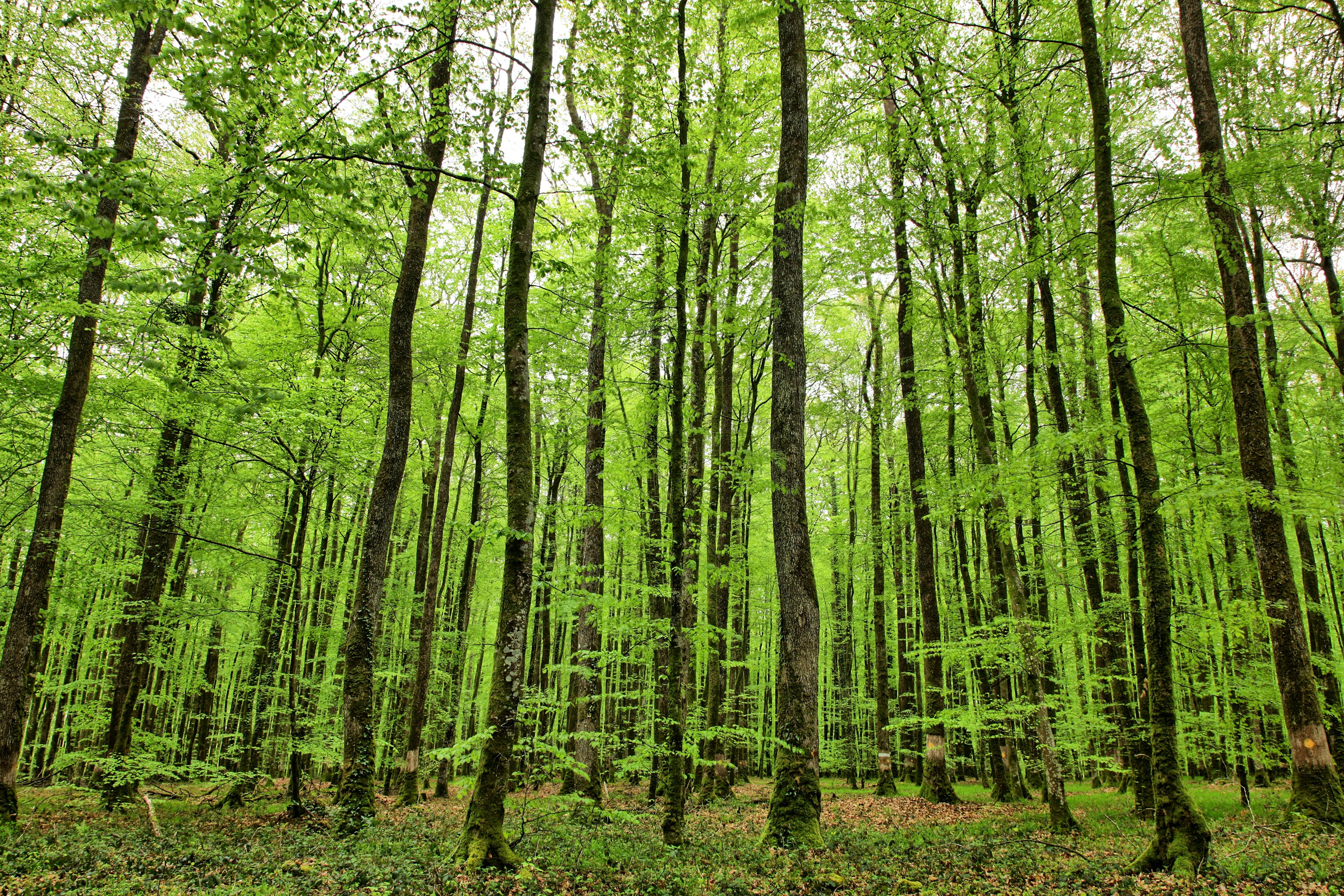 Trees with Green Leaves in Normandy, France · Free Stock Photo