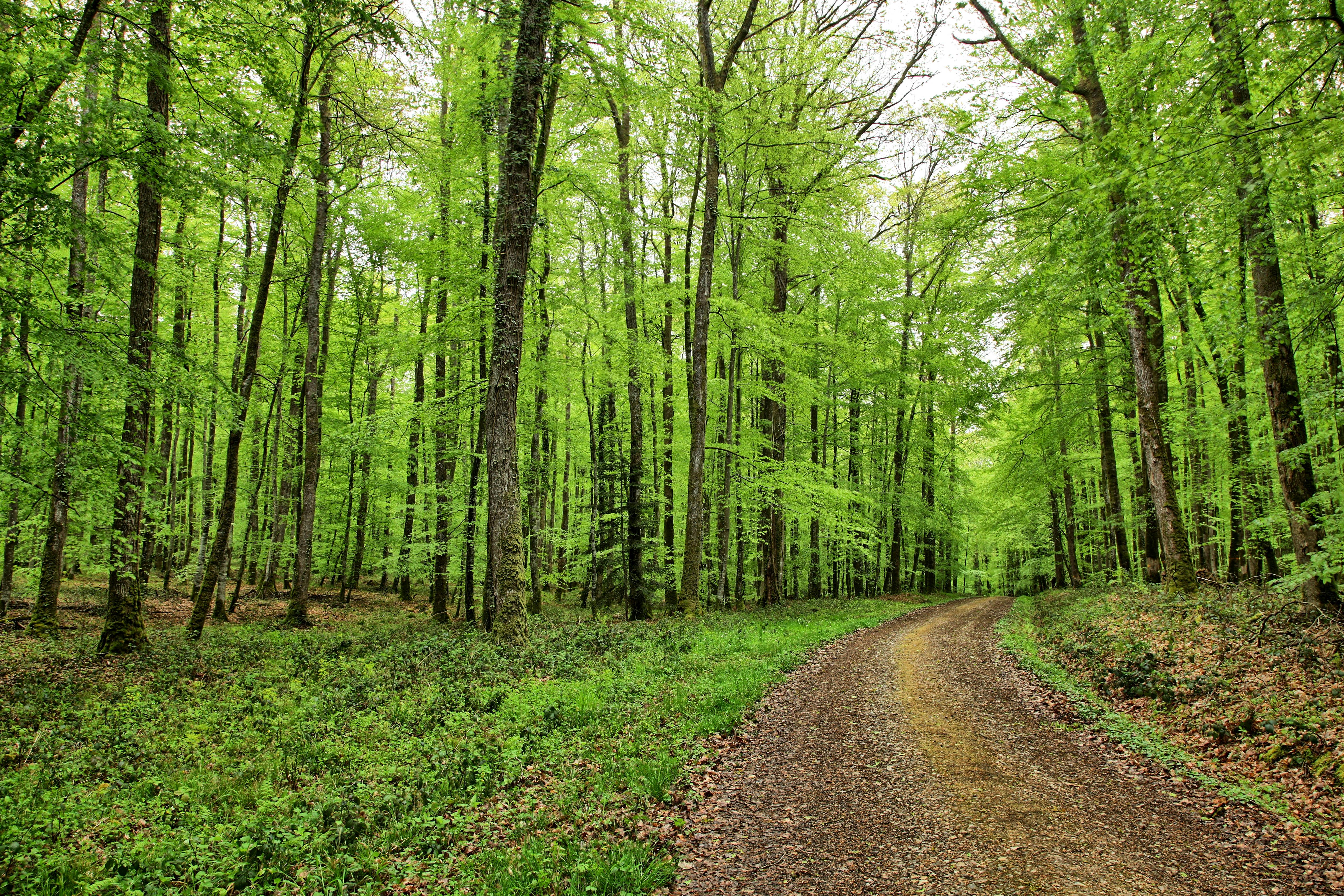 Footpath Among Trees in Forest in Normandy, France · Free Stock Photo