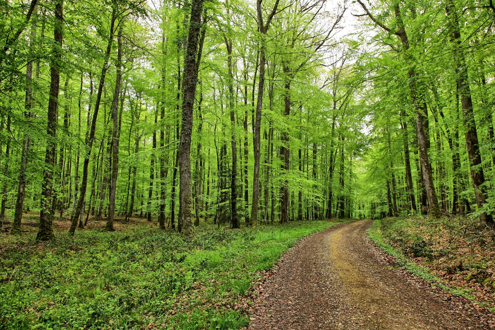 Forest In France Photos, Download The BEST Free Forest In France Stock ...