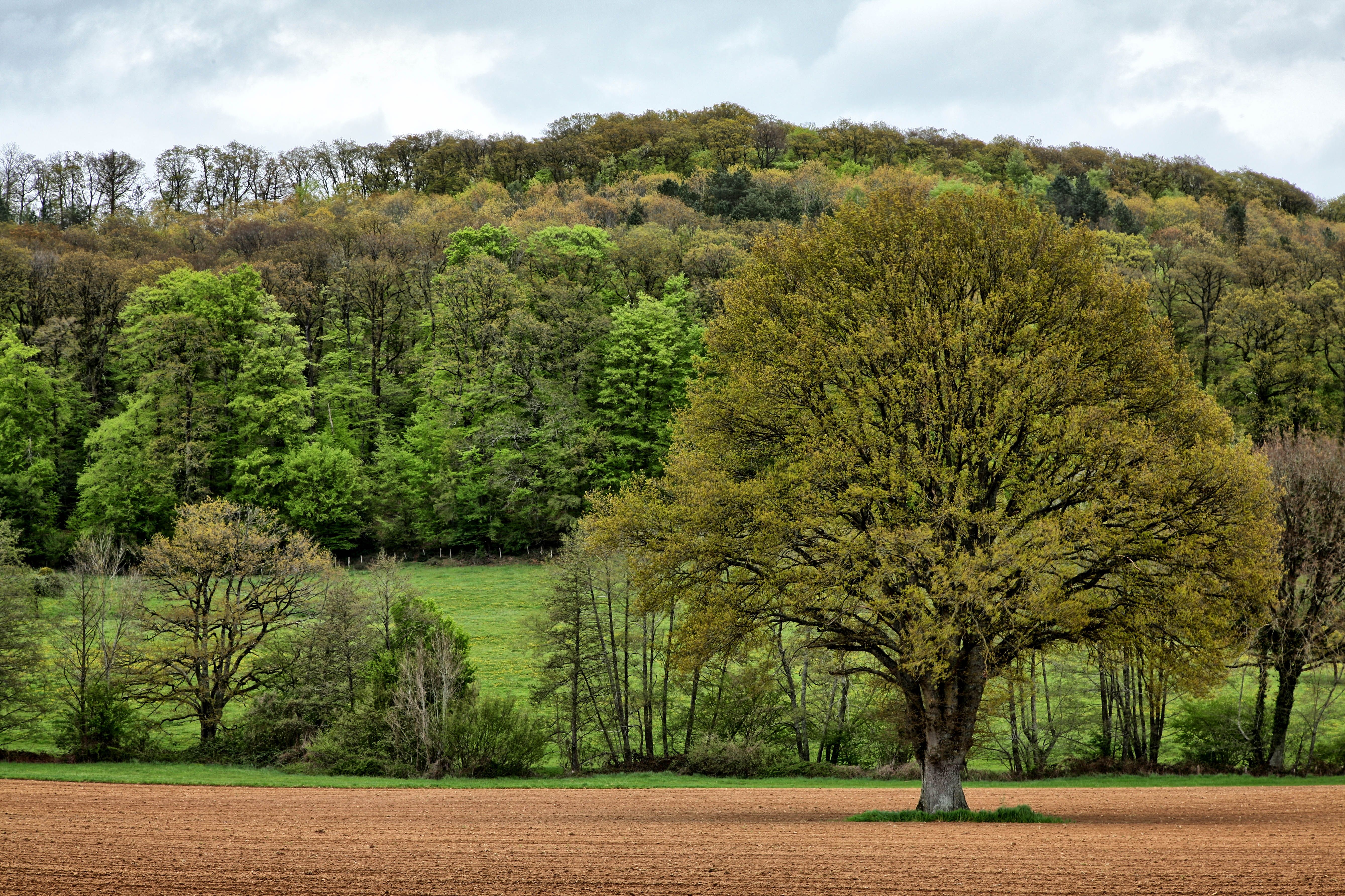 Tree in Middle of Field in Normandy, France · Free Stock Photo