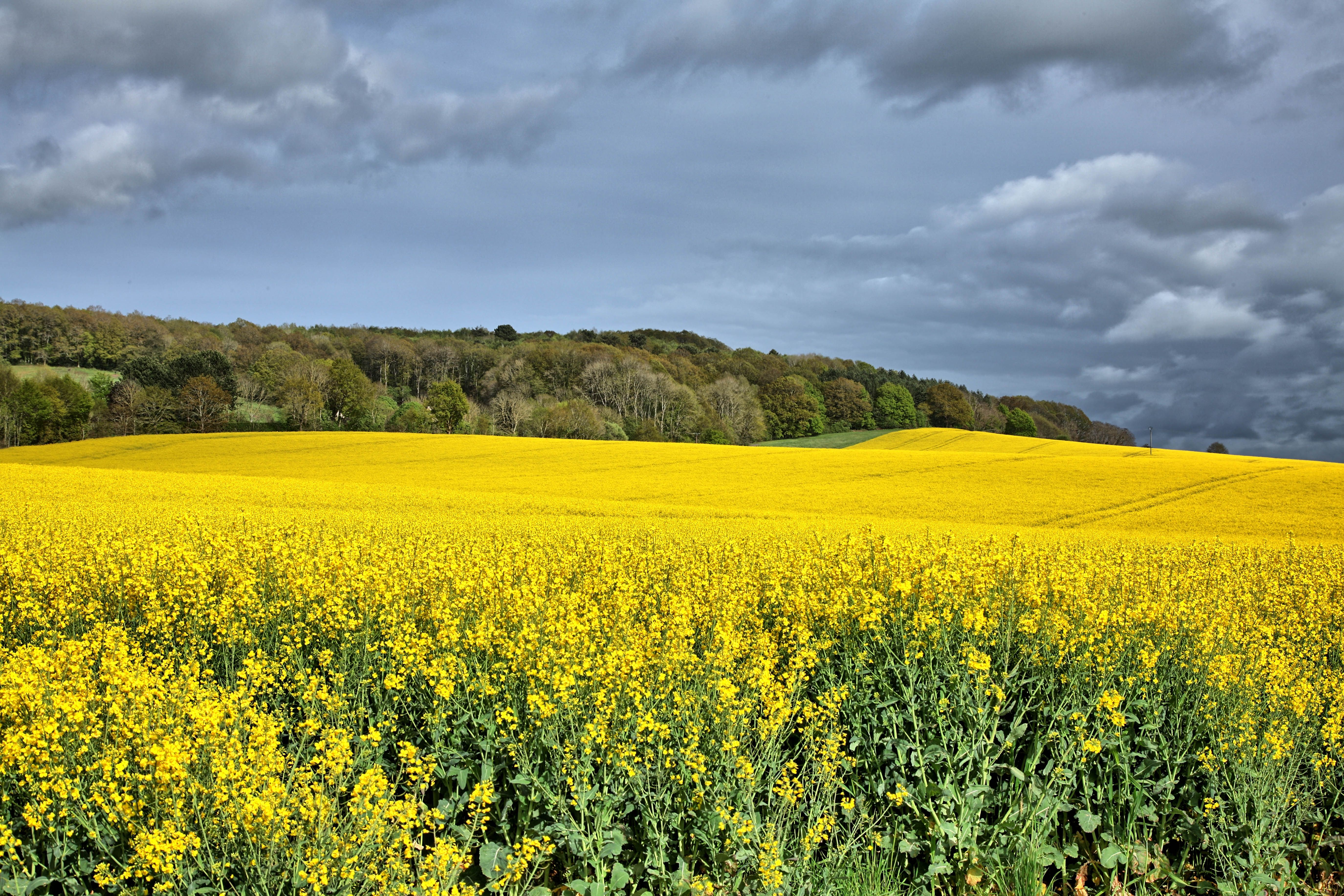 Vast Field of Rapeseeds · Free Stock Photo