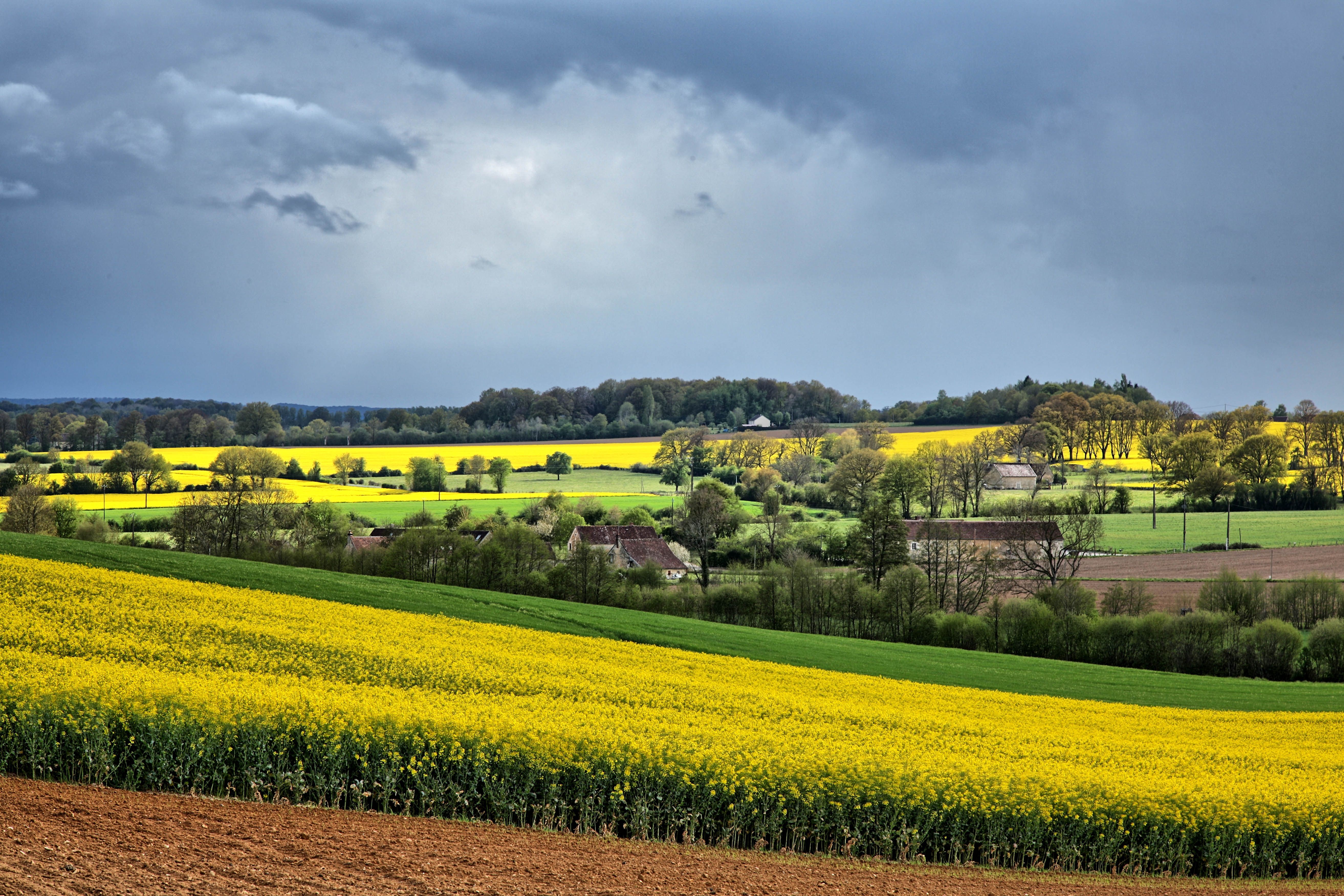 Rapeseed Fields Around Farms · Free Stock Photo