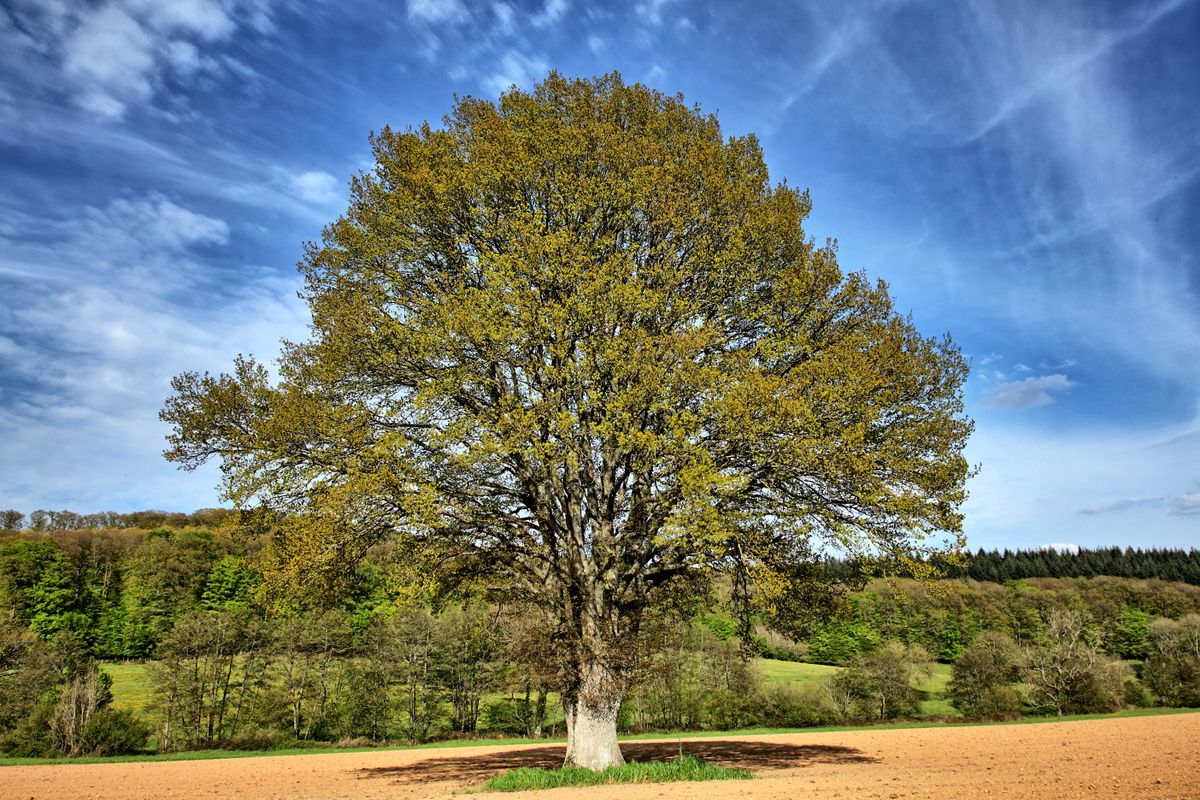 Beech Photos, Download The BEST Free Beech Stock Photos & HD Images