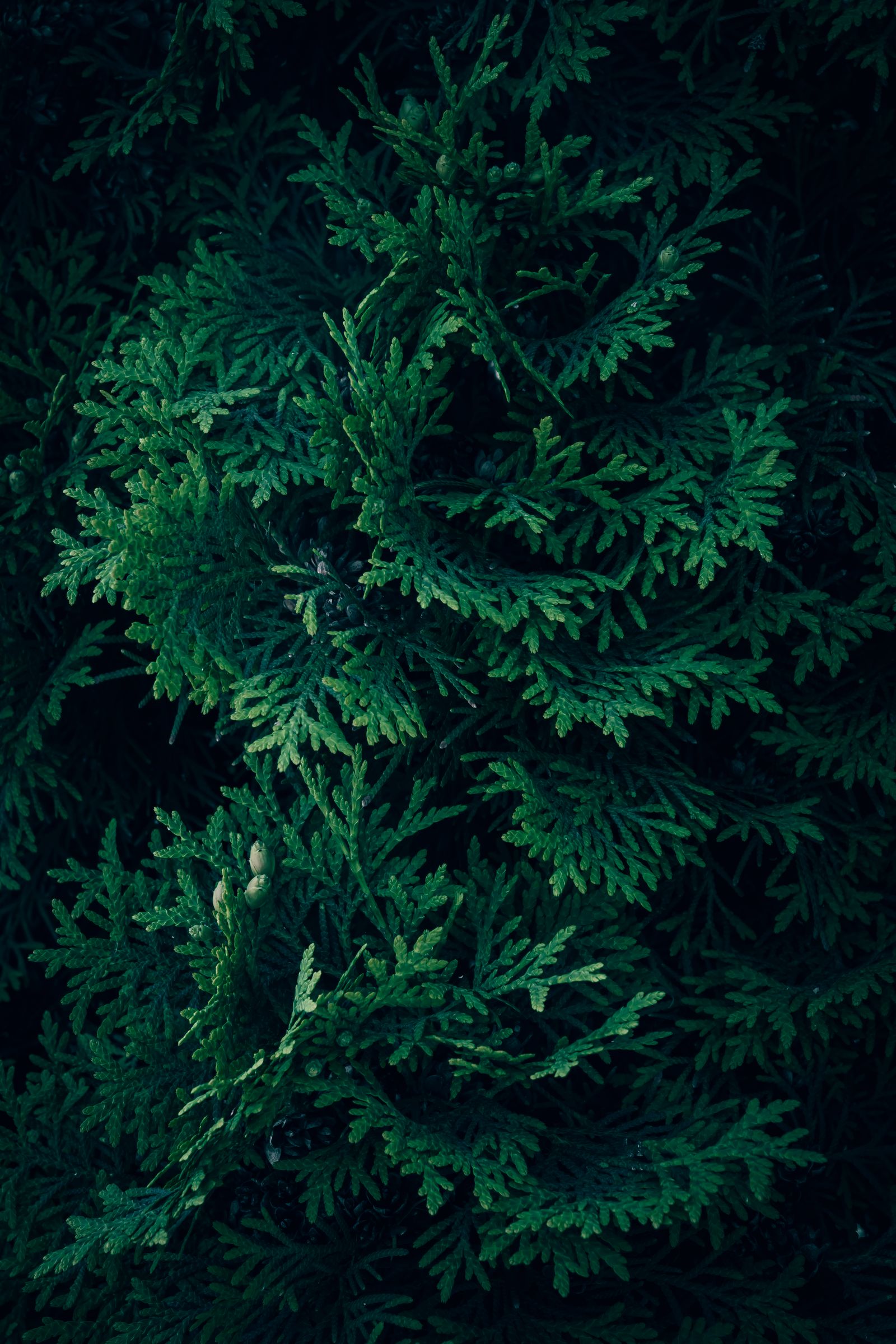 Cedar Branches Photos, Download The BEST Free Cedar Branches Stock ...