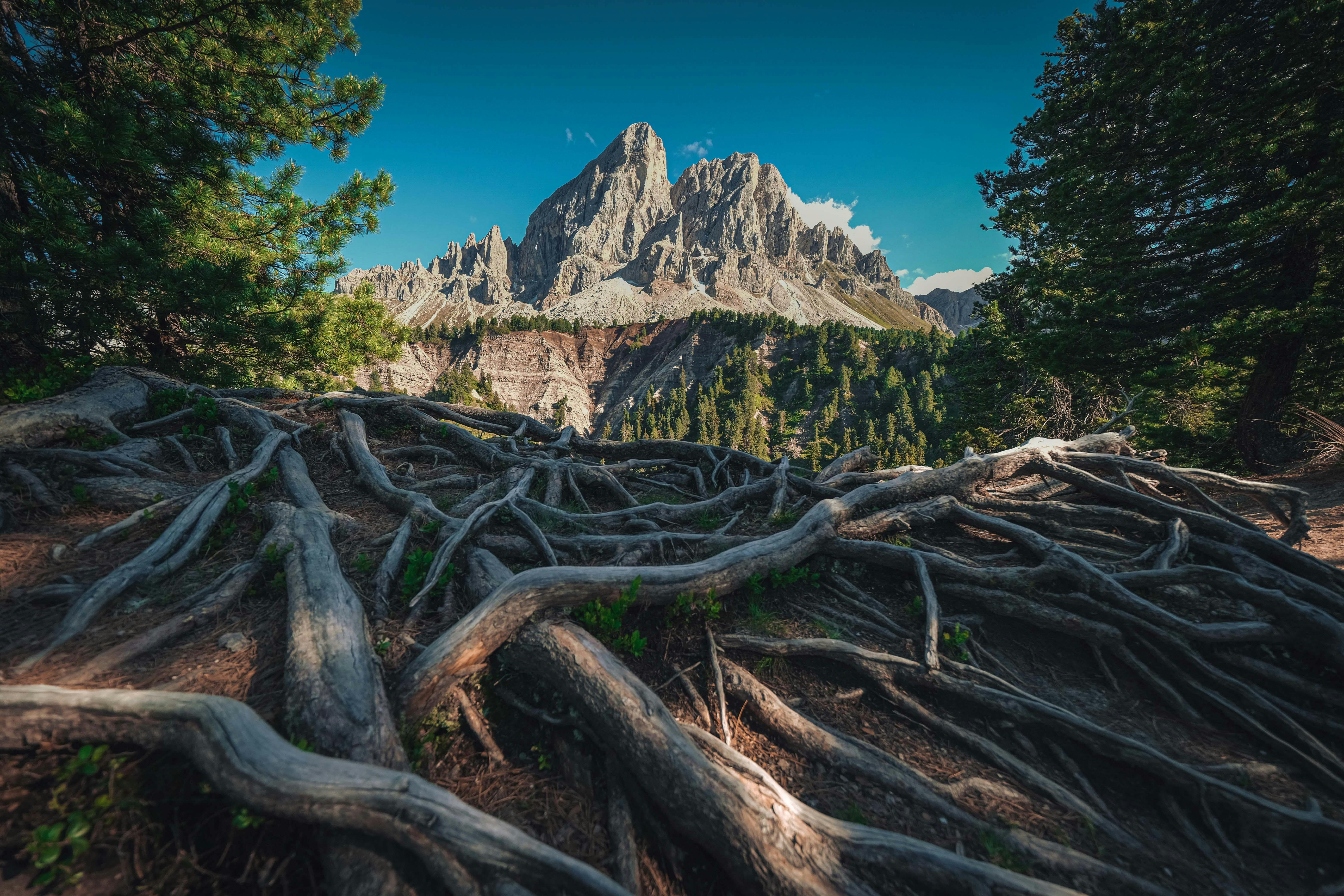 Tree Roots and Peitlerkofel Mountain in the Italian Dolomites · Free ...
