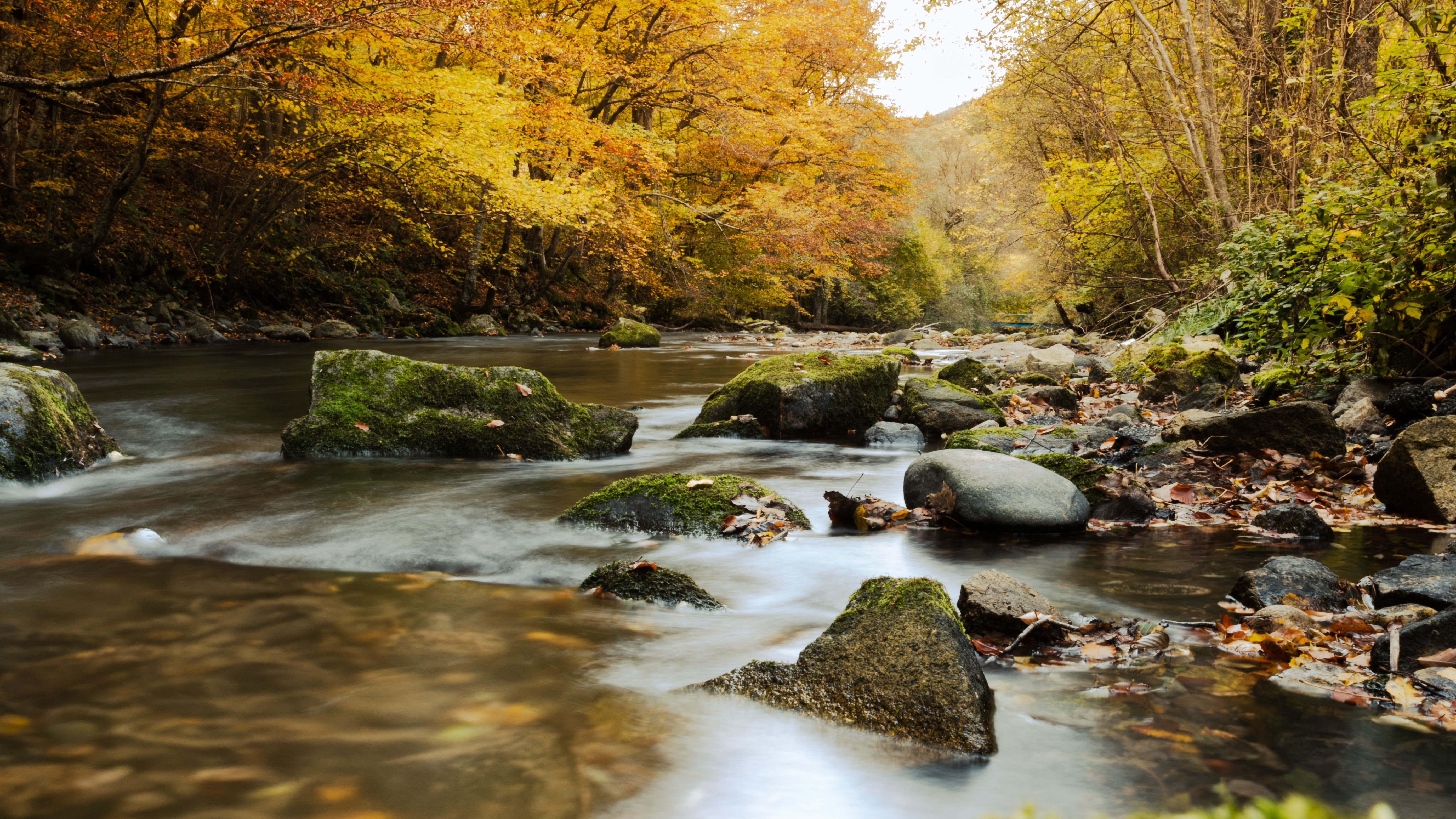 Stream in Autumn · Free Stock Photo