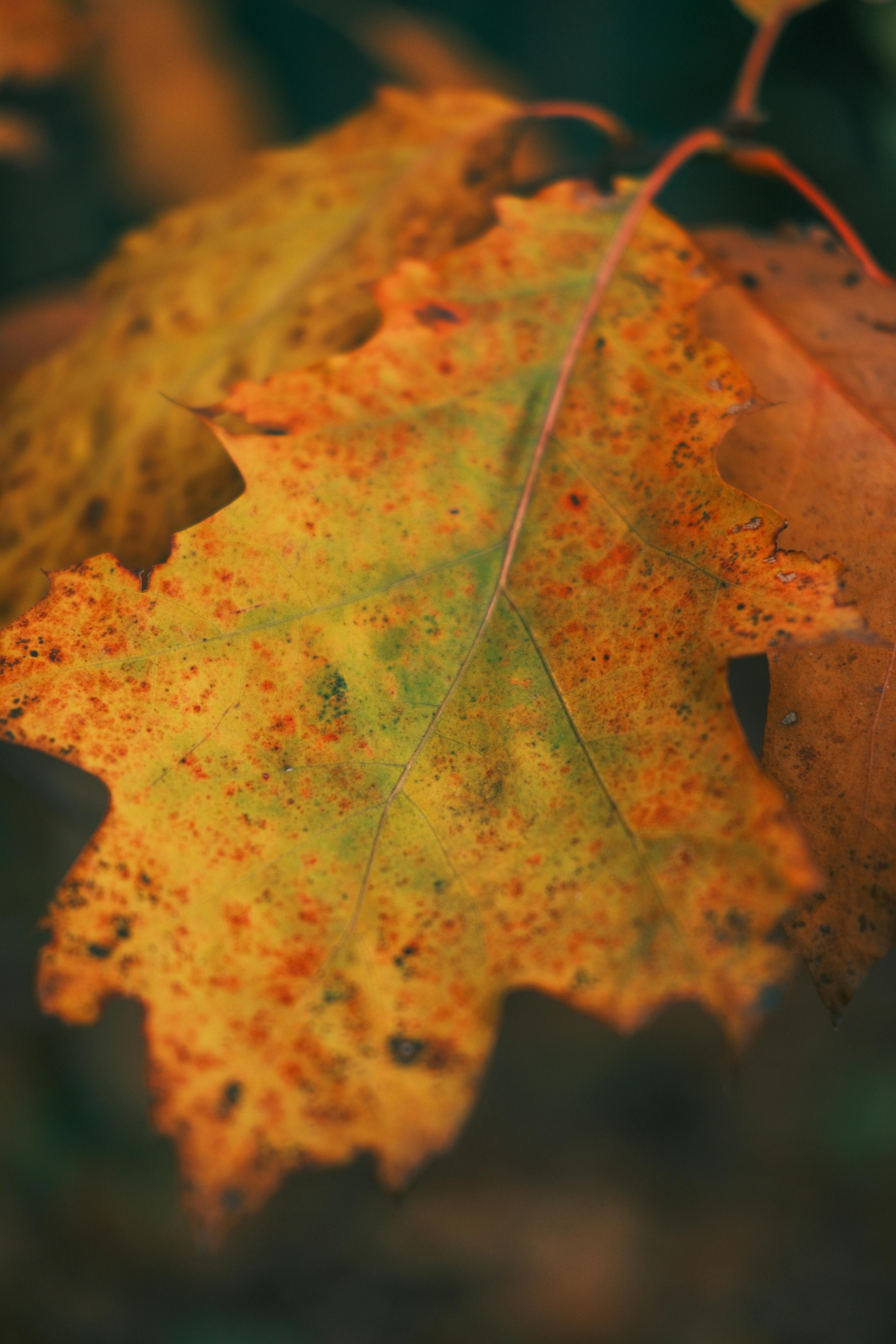 Thomas Houben - Photographie