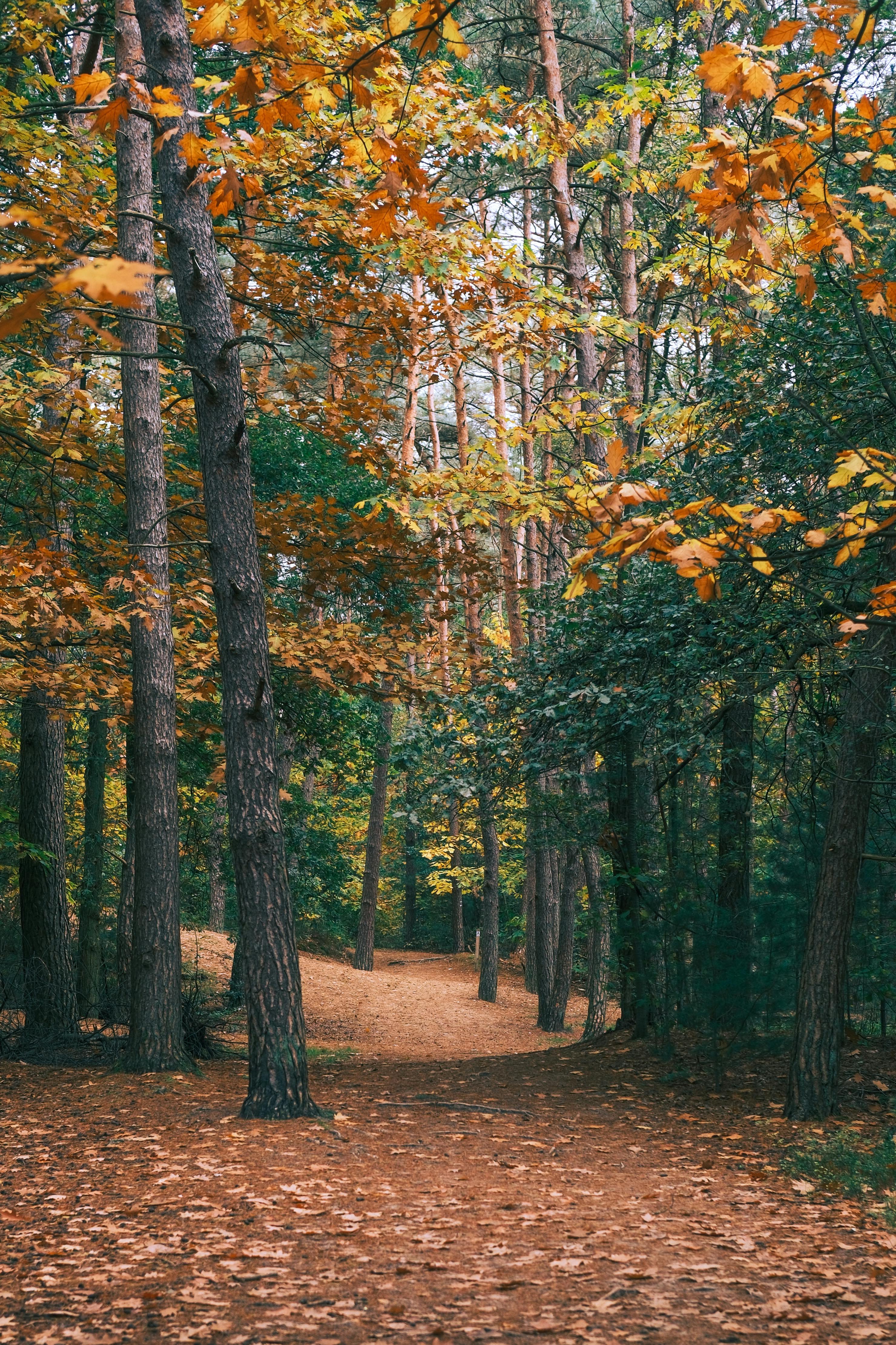 Thomas Houben - 写真