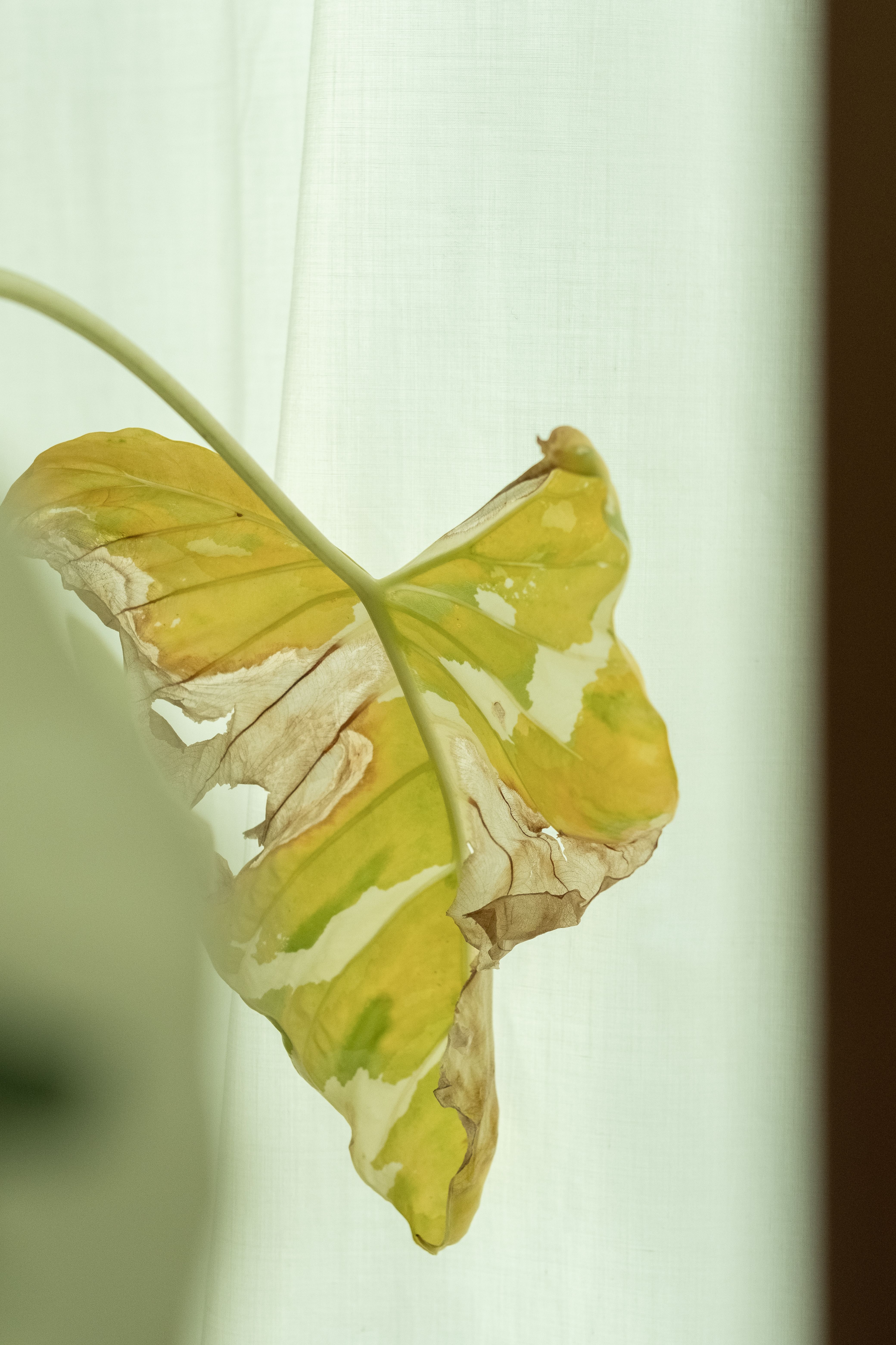 Plant Dying Photos, Download The BEST Free Plant Dying Stock Photos ...