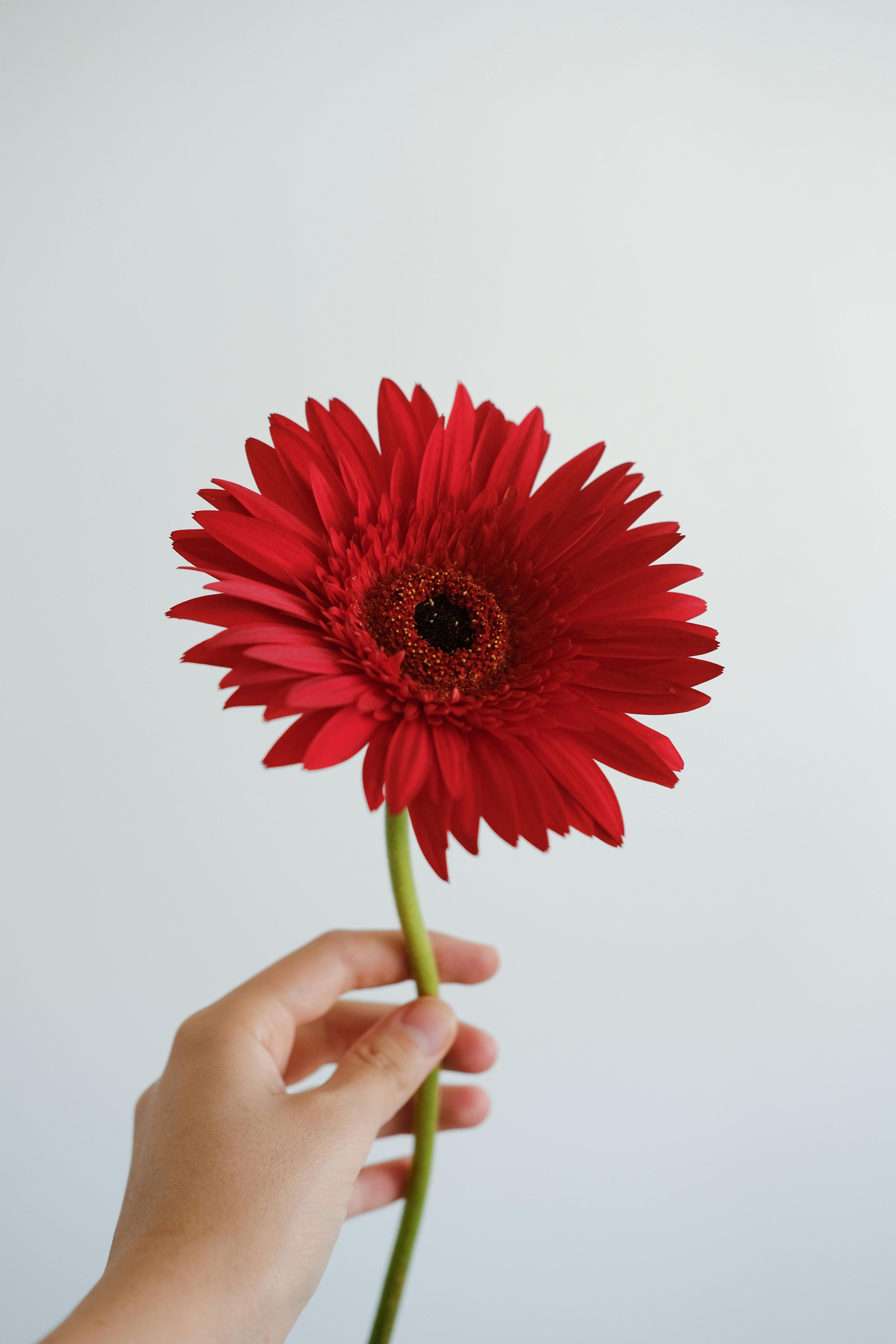 Flower Gram Photos, Download The BEST Free Flower Gram Stock Photos ...