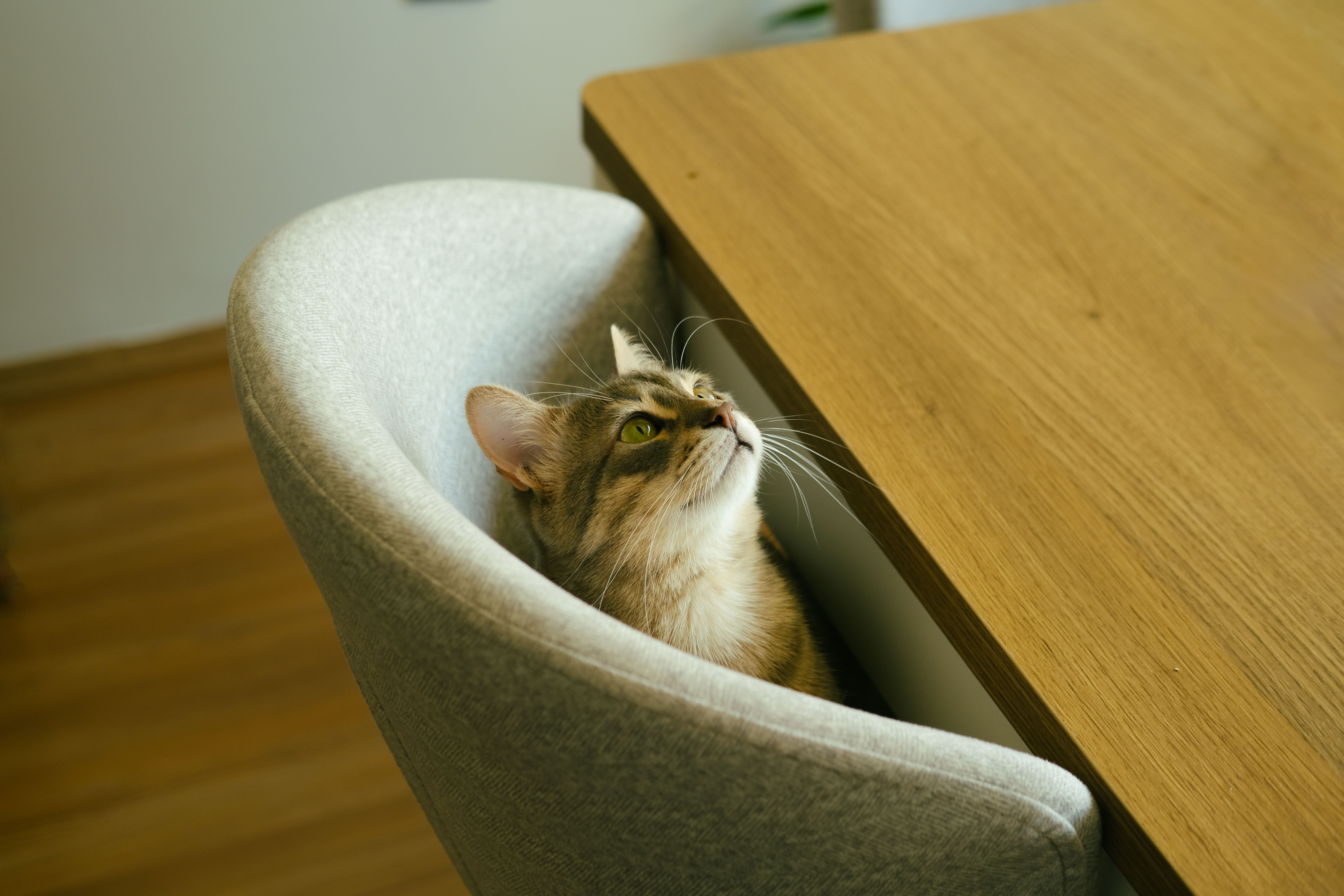 Cat Sitting on Chair by Table · Free Stock Photo