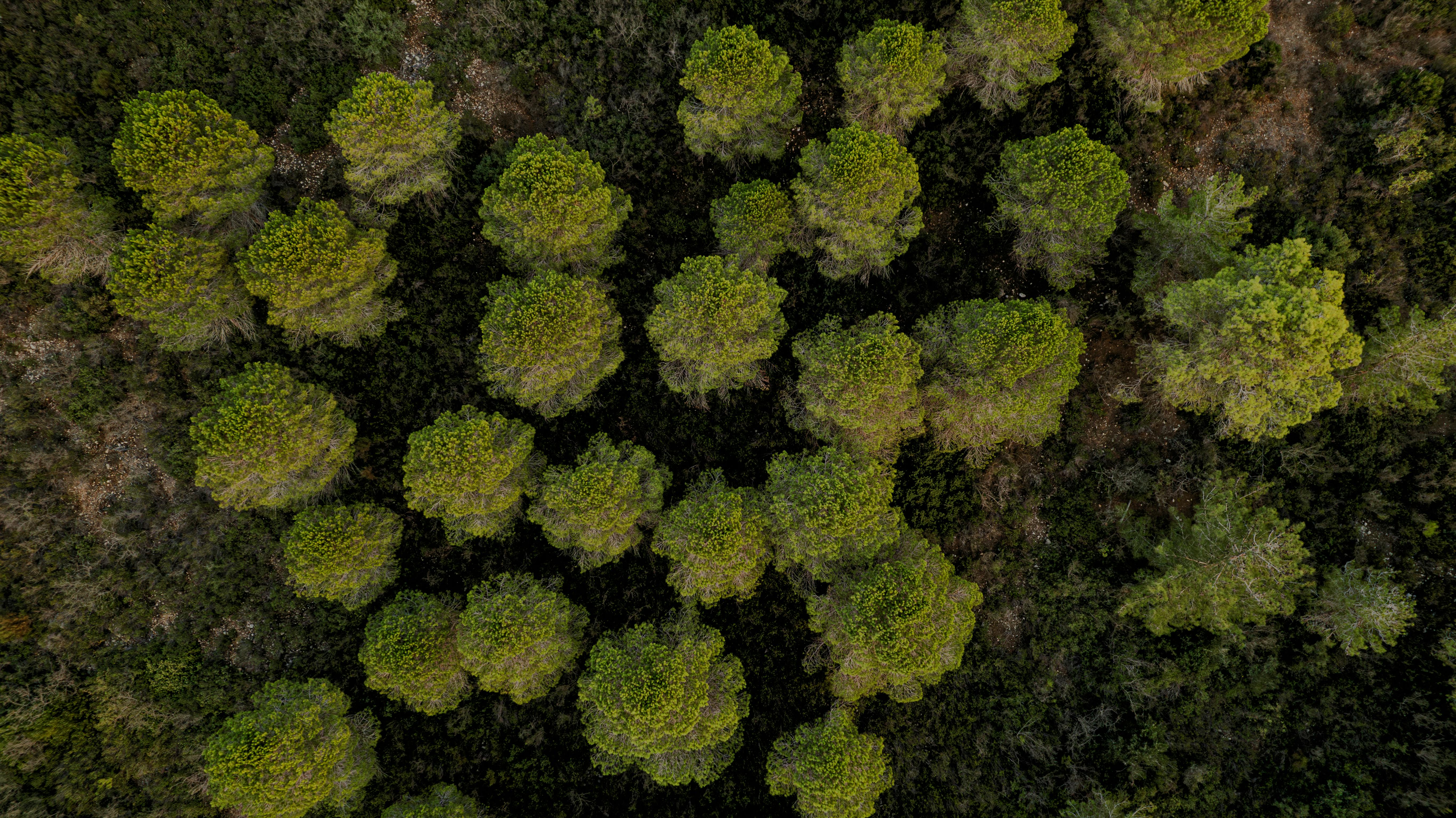 Coniferous Trees Seen From Above · Free Stock Photo