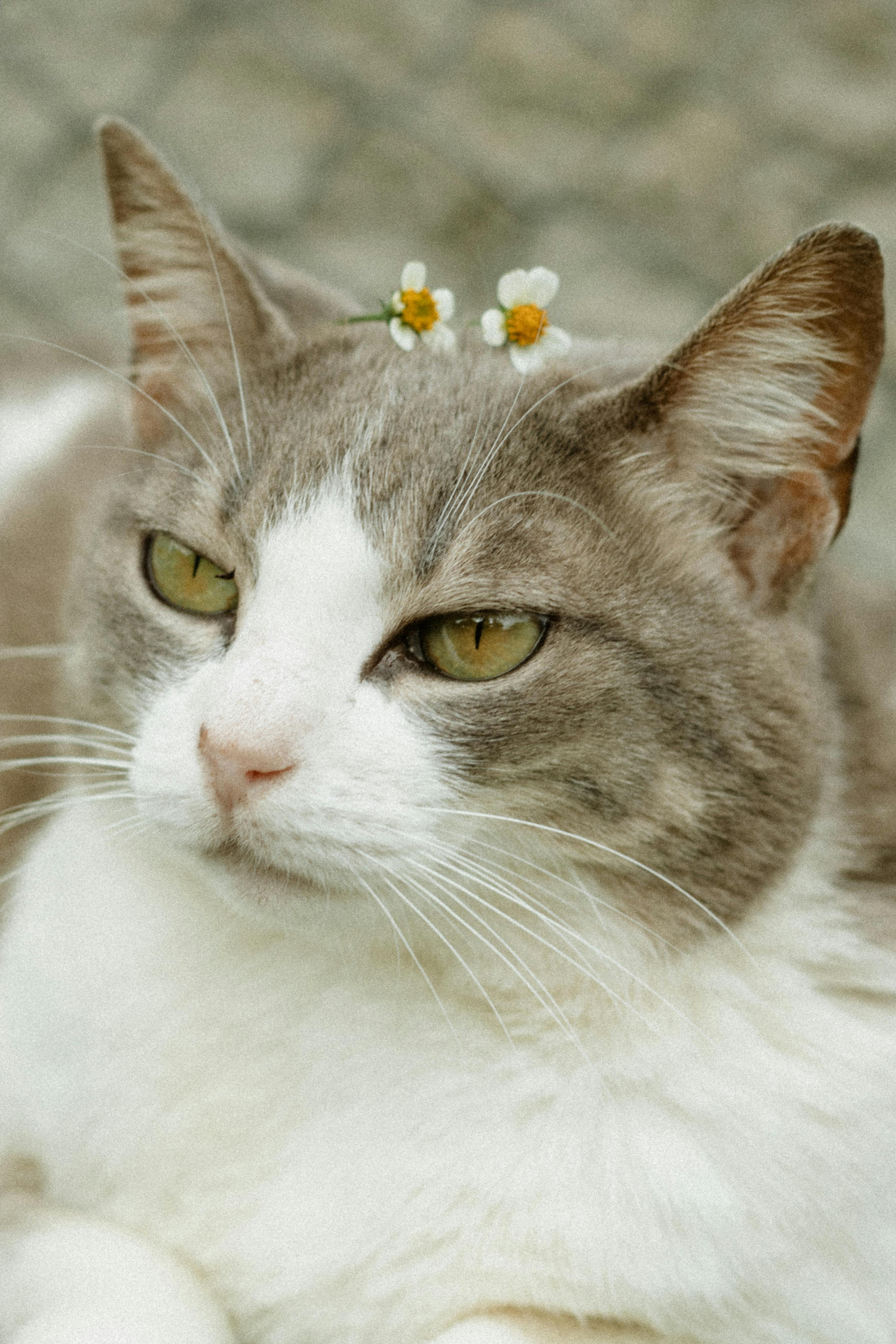 Cat Desktop Wallpapers Photos, Download The BEST Free Cat Desktop ...