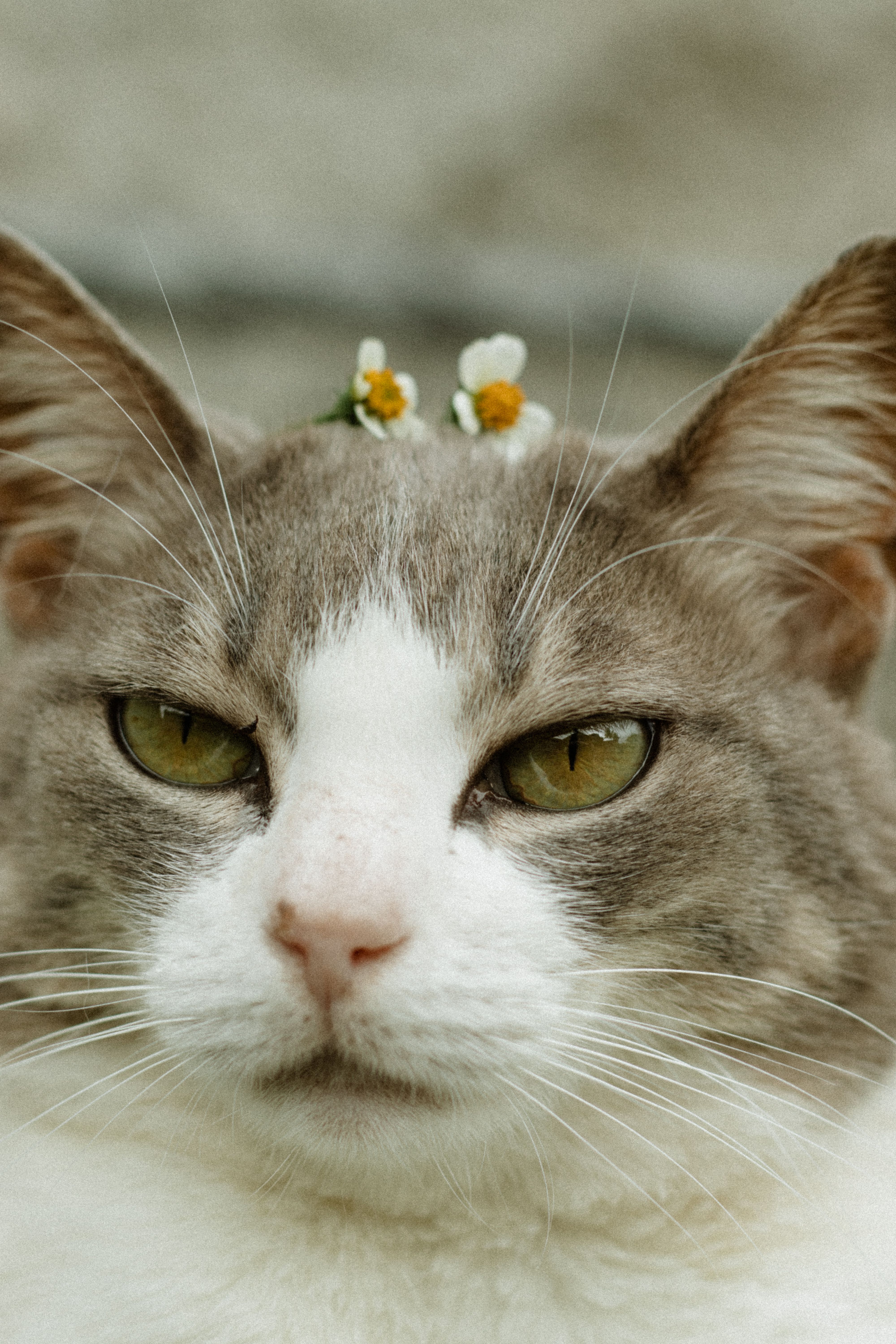 Flowers on Cat Head · Free Stock Photo