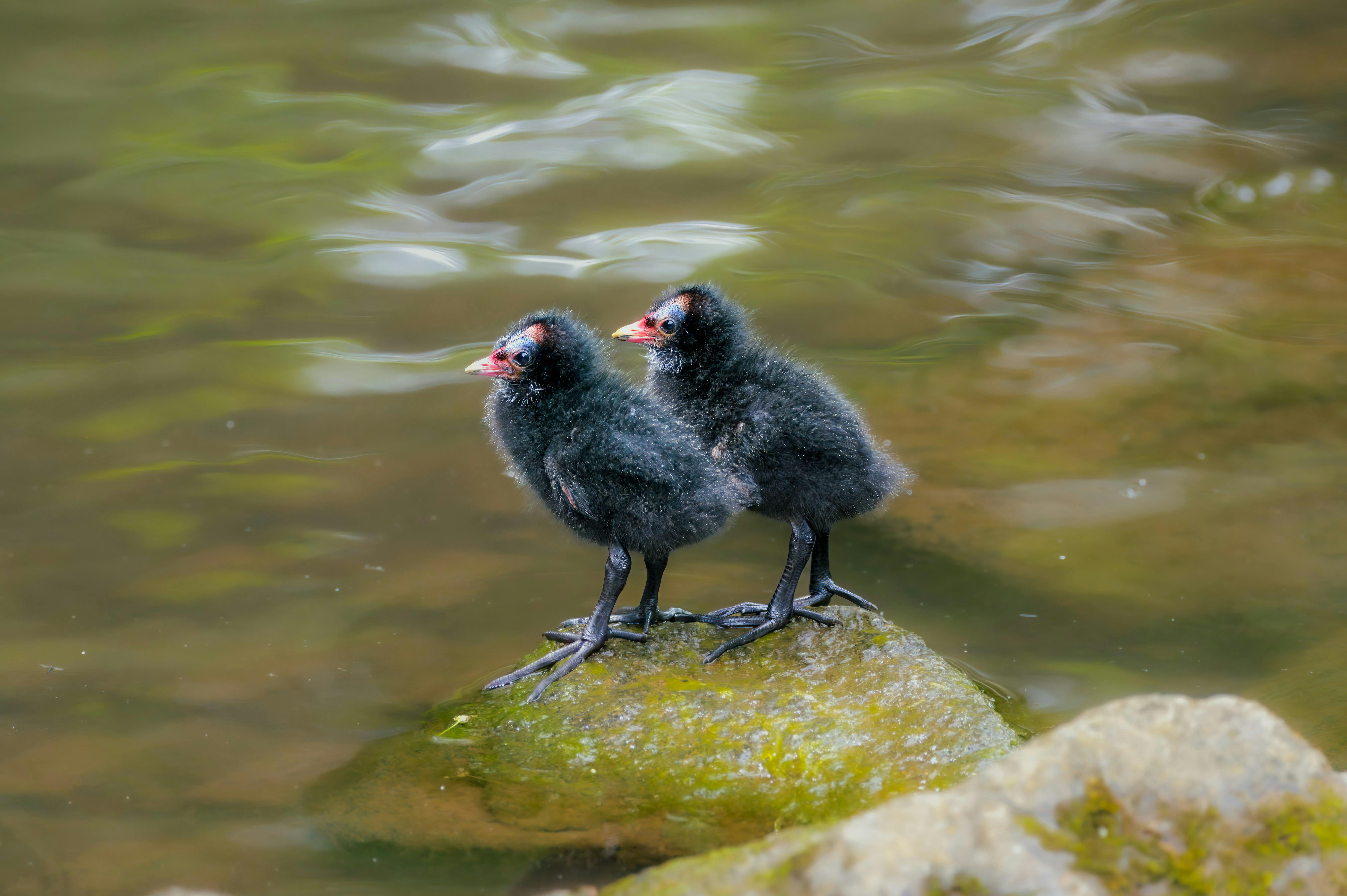 Small Birds Chicks on Stones · Free Stock Photo