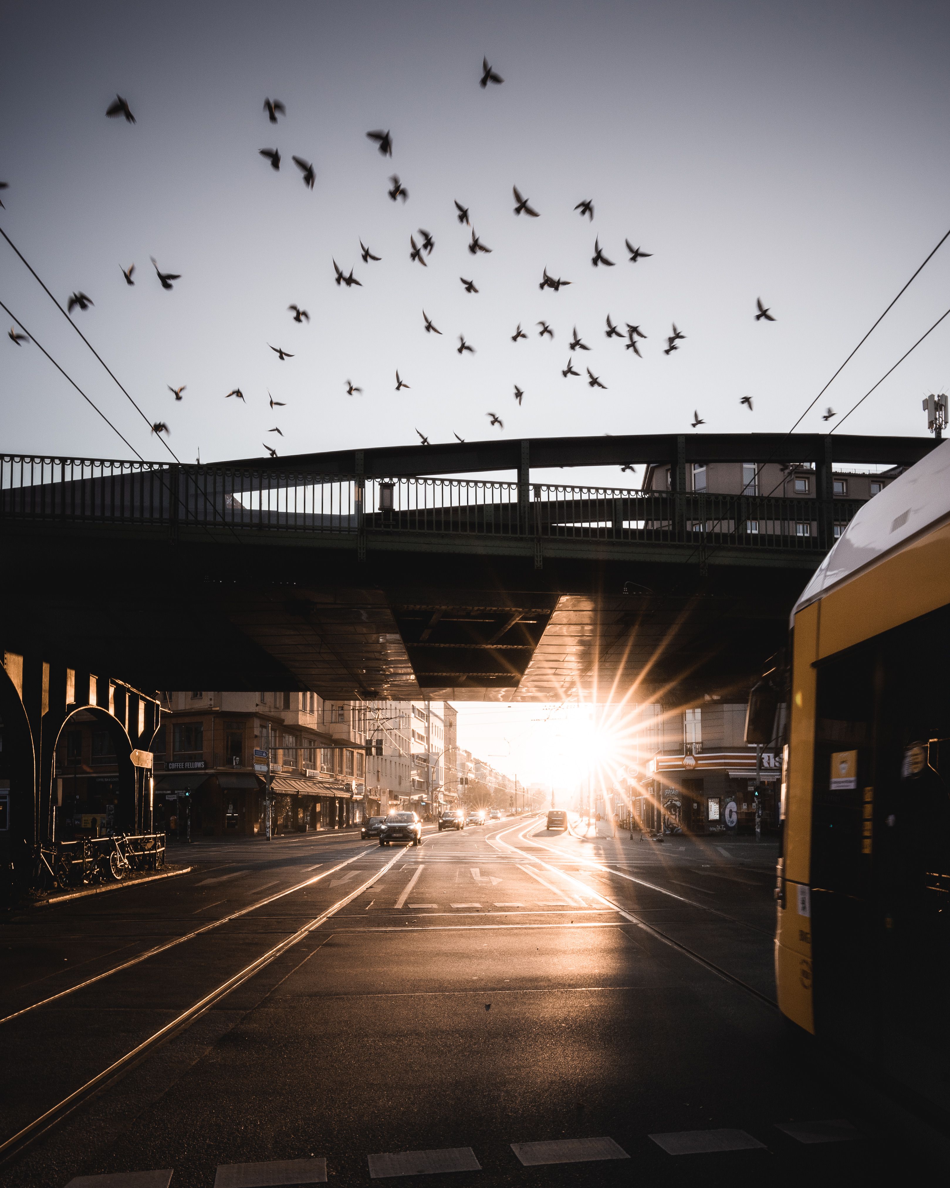 Birds Flying over Bridge in Berlin at Sunset · Free Stock Photo
