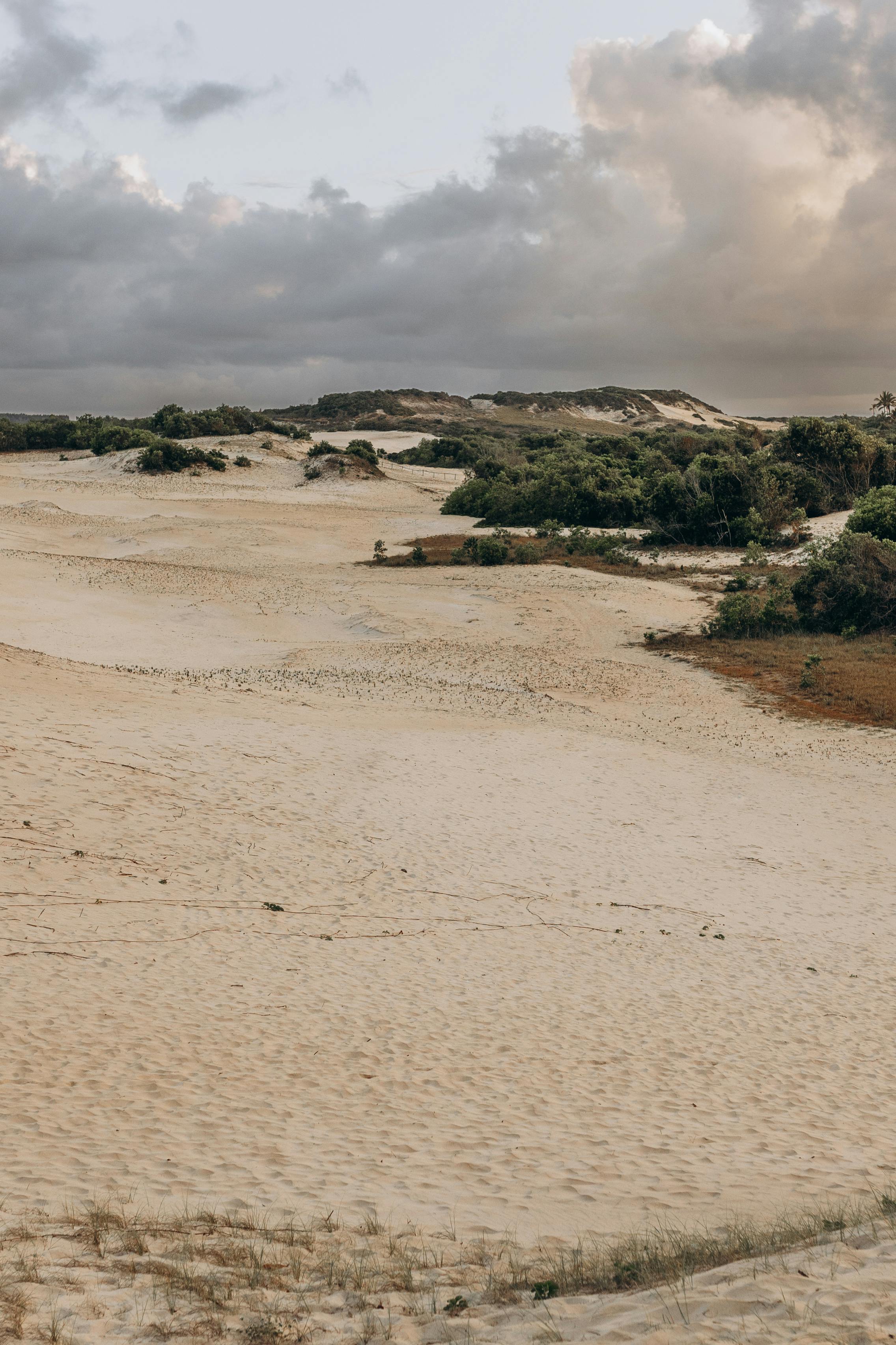 Desert Forest Photos, Download The BEST Free Desert Forest Stock Photos ...