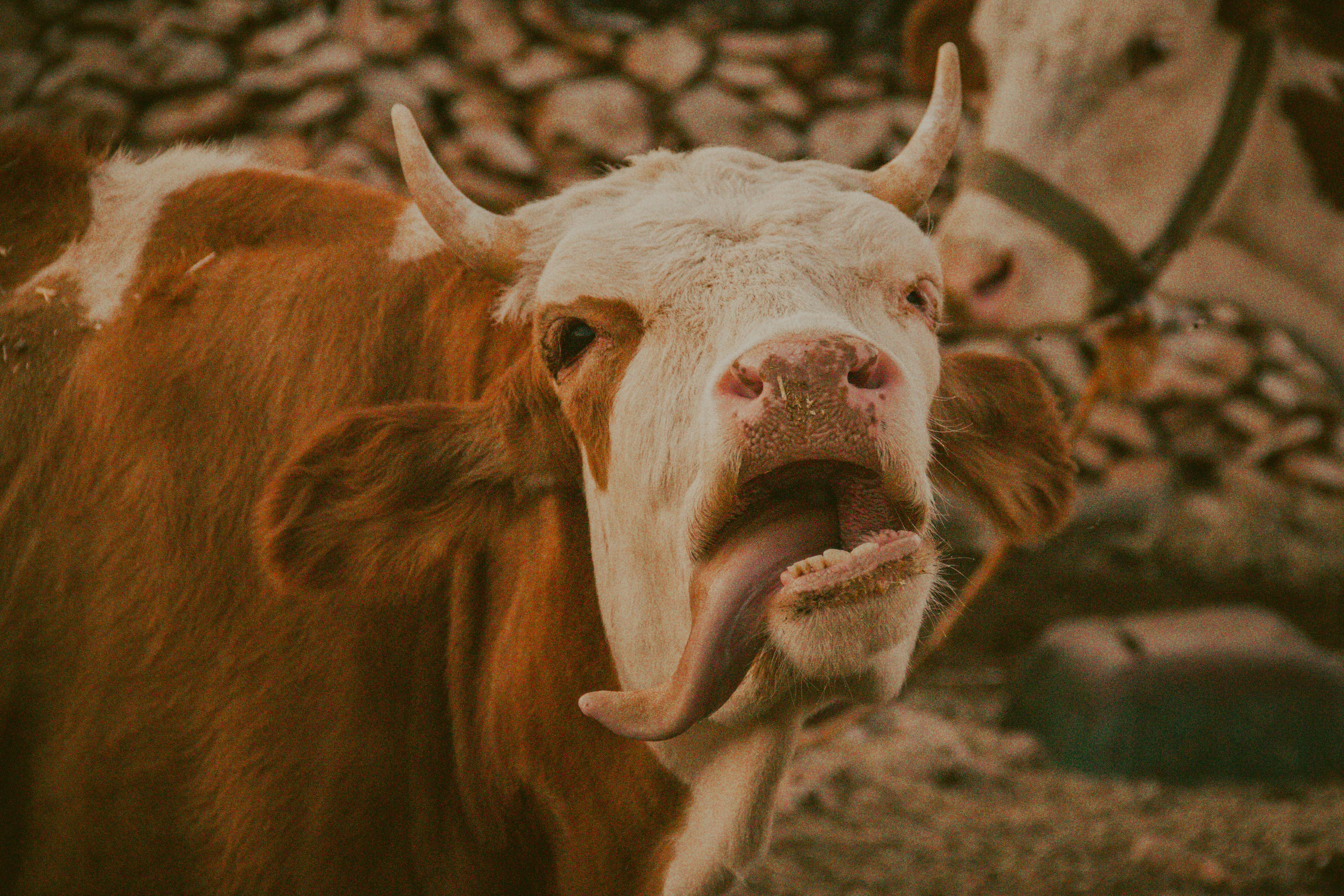 Brown and White Cow with a Sticking Tongue · Free Stock Photo