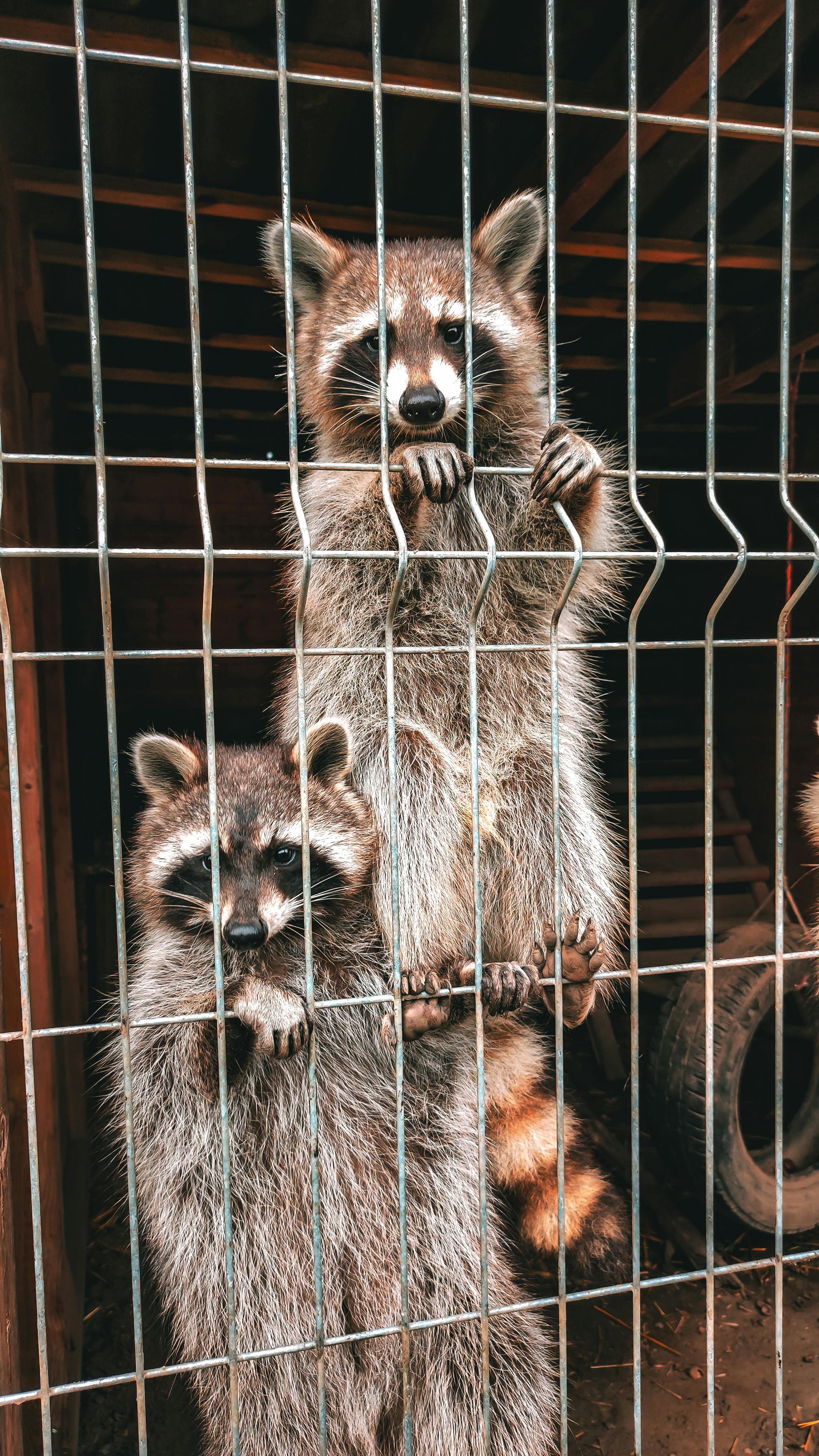 Dos Mapaches Agarrados A Una Jaula De Metal · Foto de stock gratuita