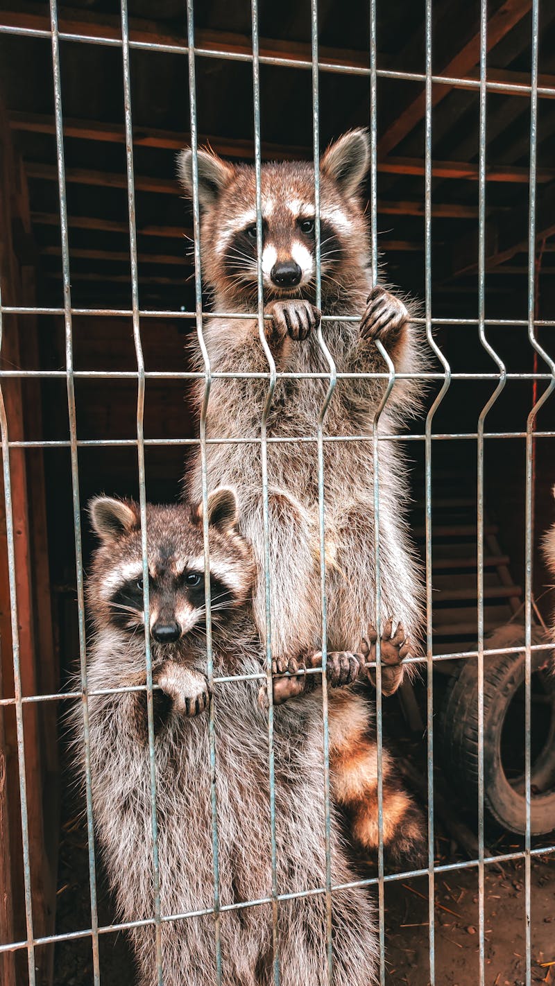 317+ Fotos y Imágenes de Mapaches Gratis · Banco de Fotos Gratis