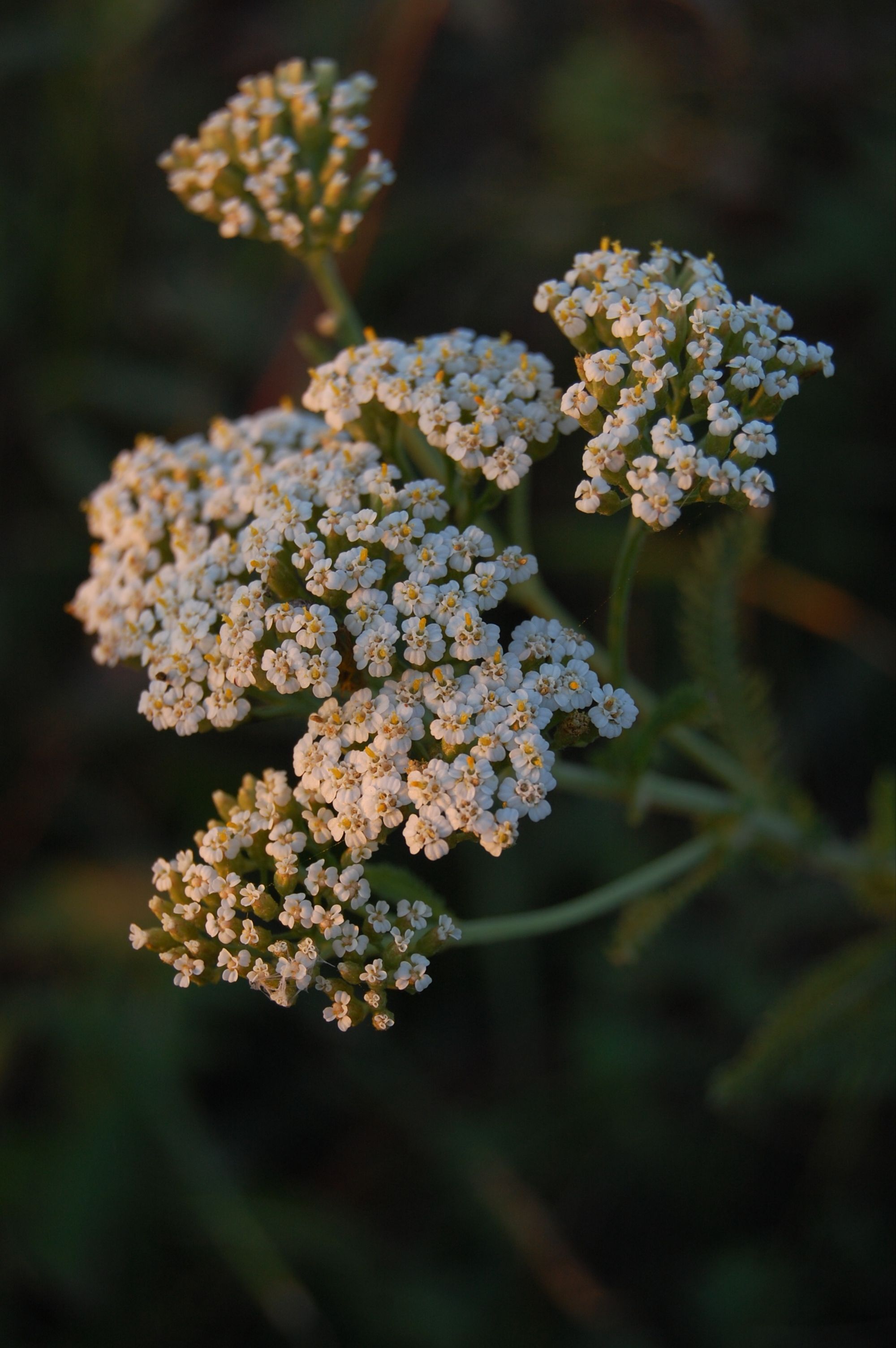 White Herb on a Field · Free Stock Photo