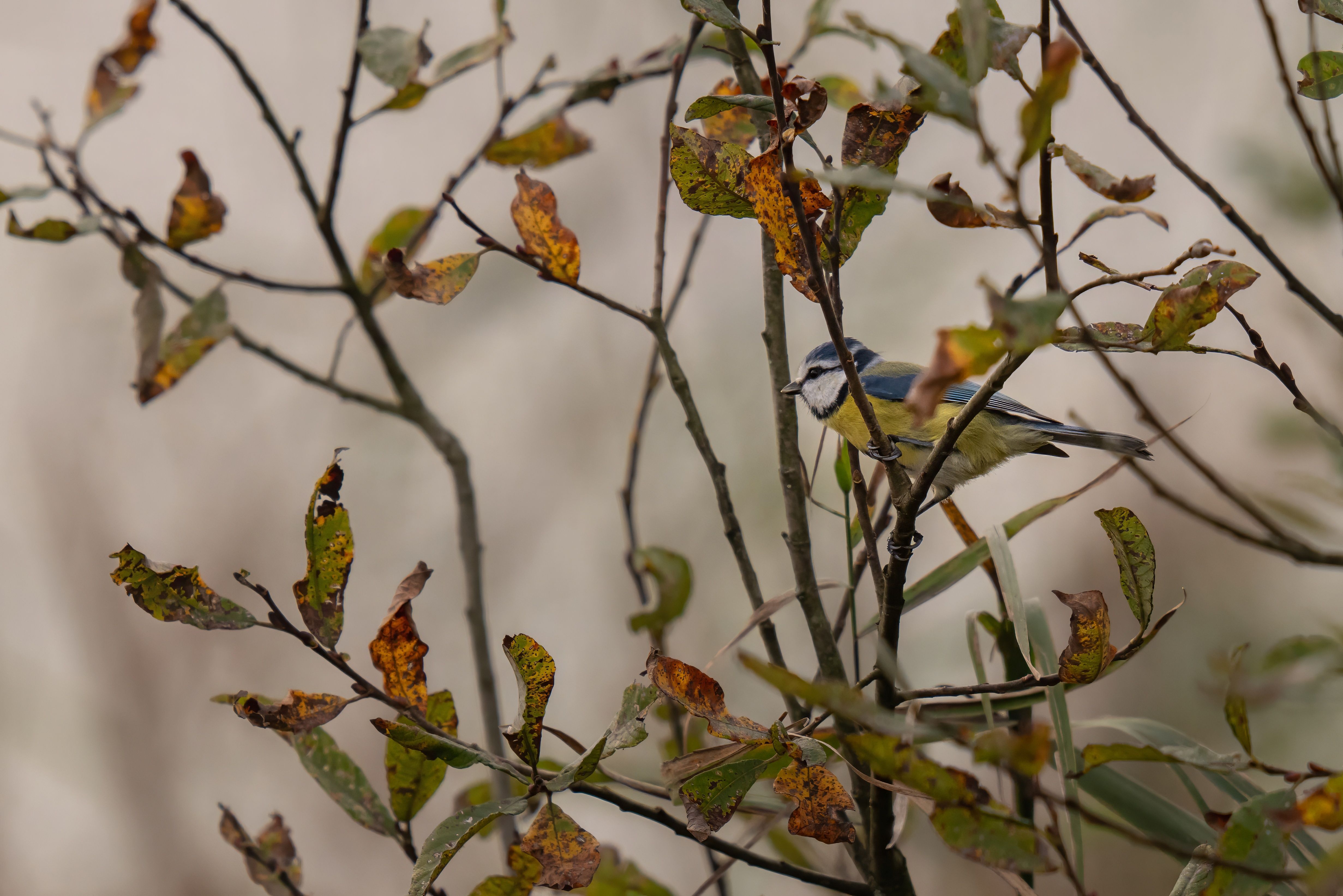 Eurasian Blue Tit Bird · Free Stock Photo