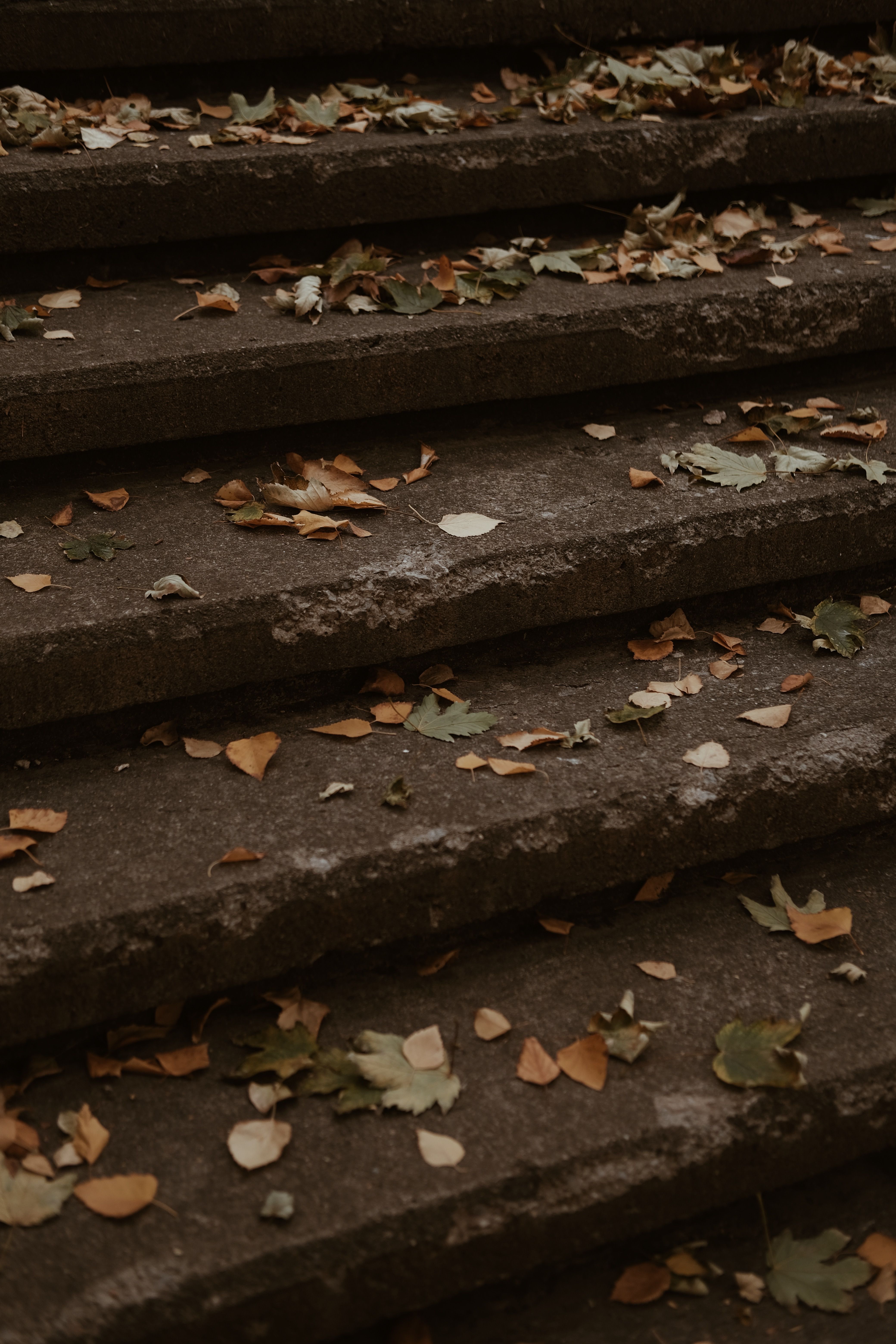 Leaves on Stairs · Free Stock Photo
