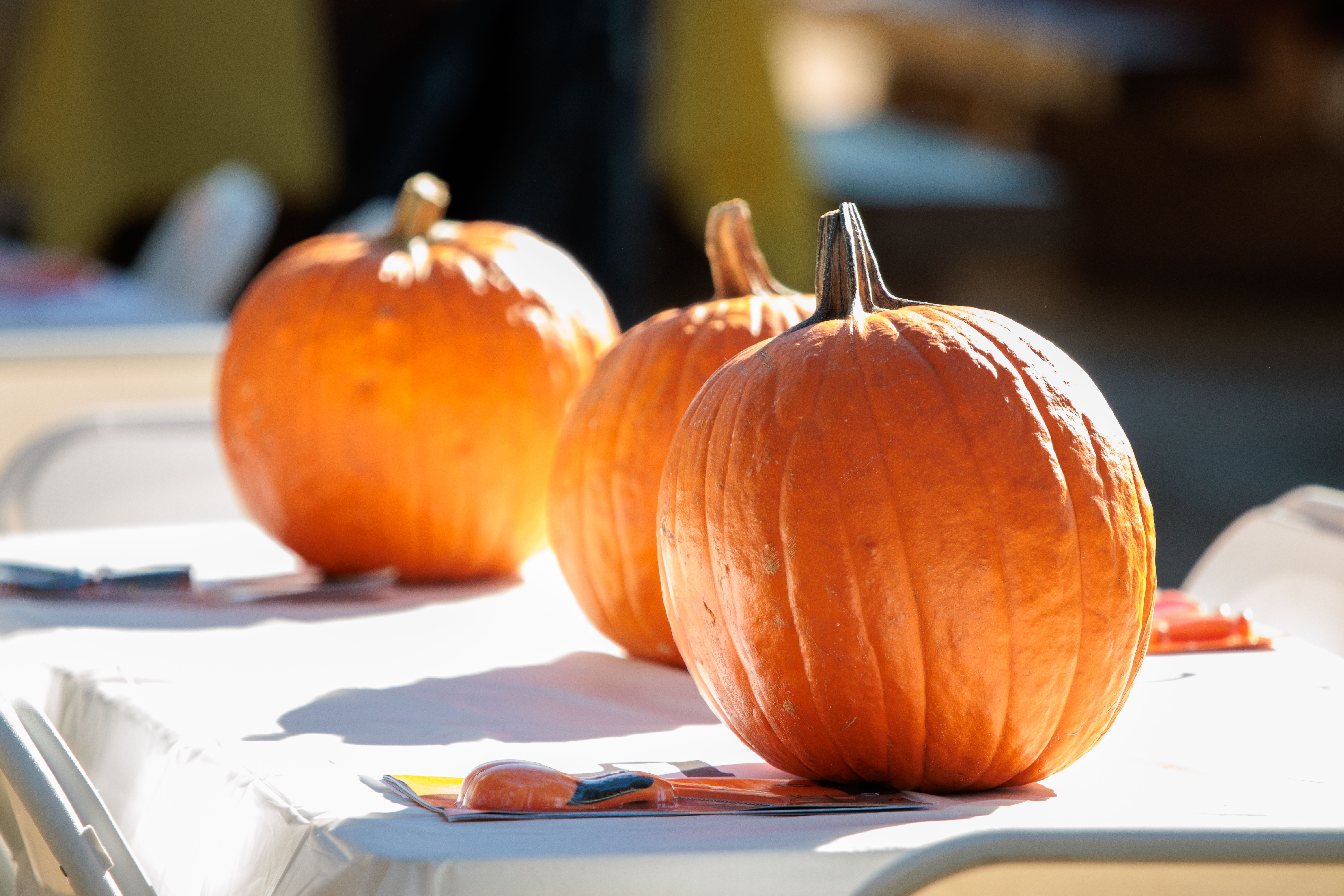 Pumpkins All in a Row · Free Stock Photo
