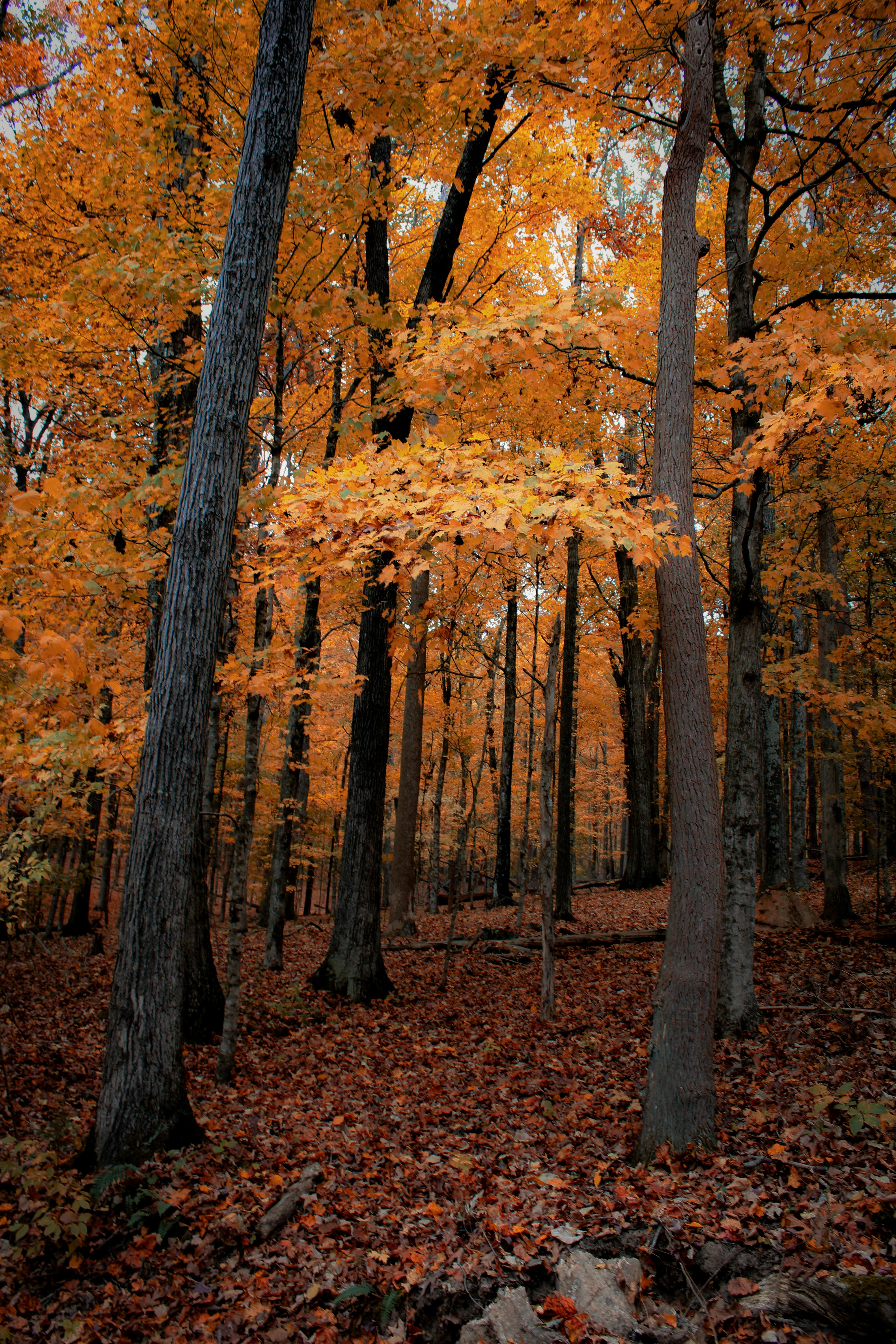 Lake Among Forest in Fall · Free Stock Photo
