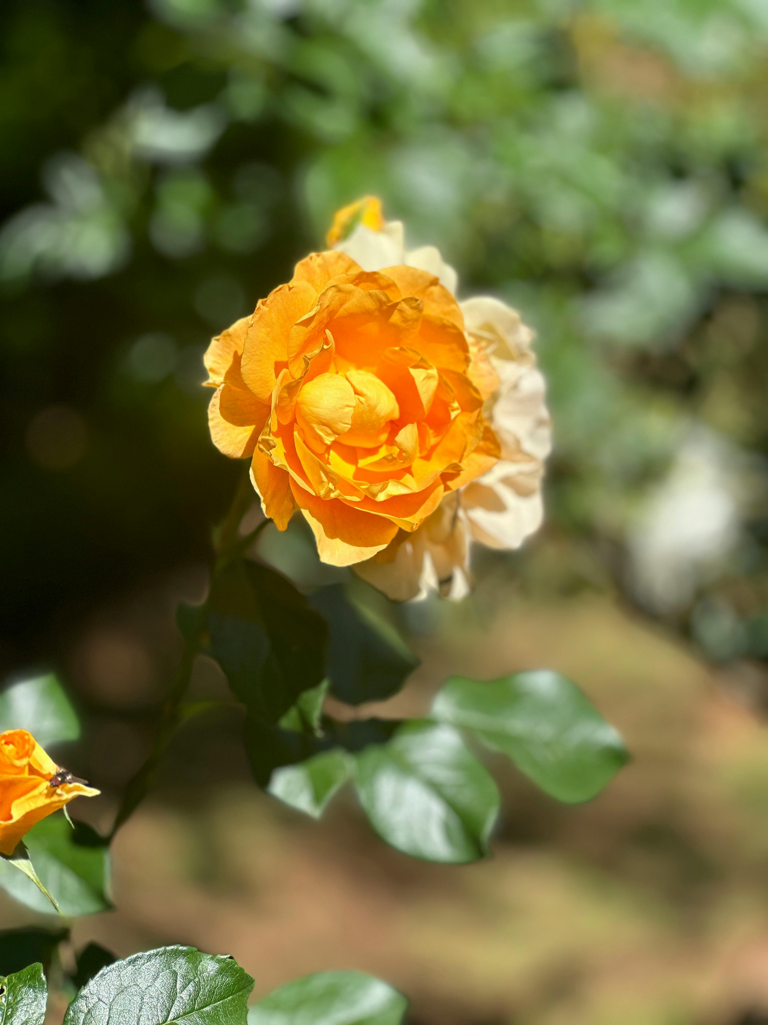 Craig Meyer - Photographie