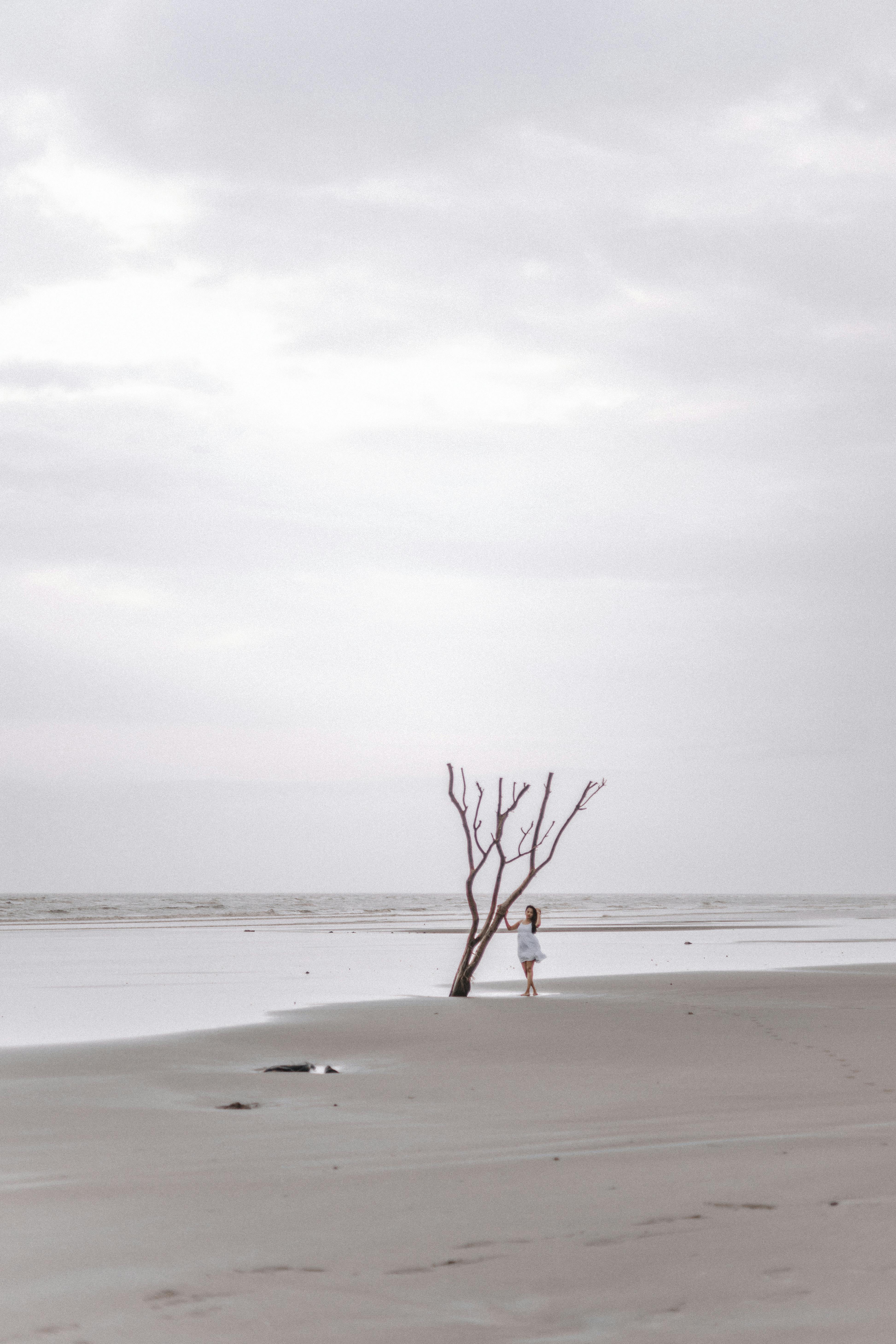 Tree on a Beach · Free Stock Photo