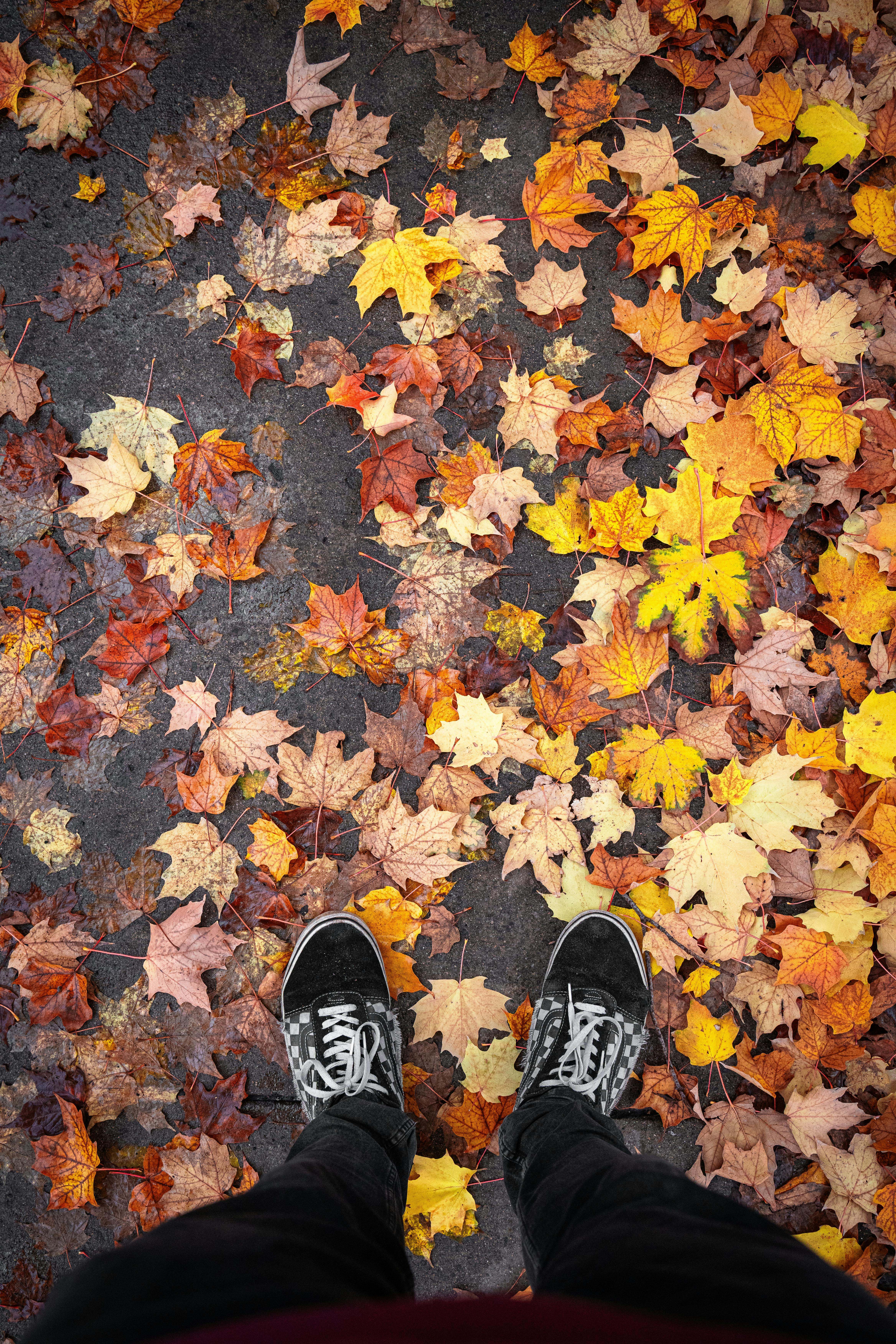A Person Standing on the Ground Covered in Autumnal Leaves · Free Stock ...