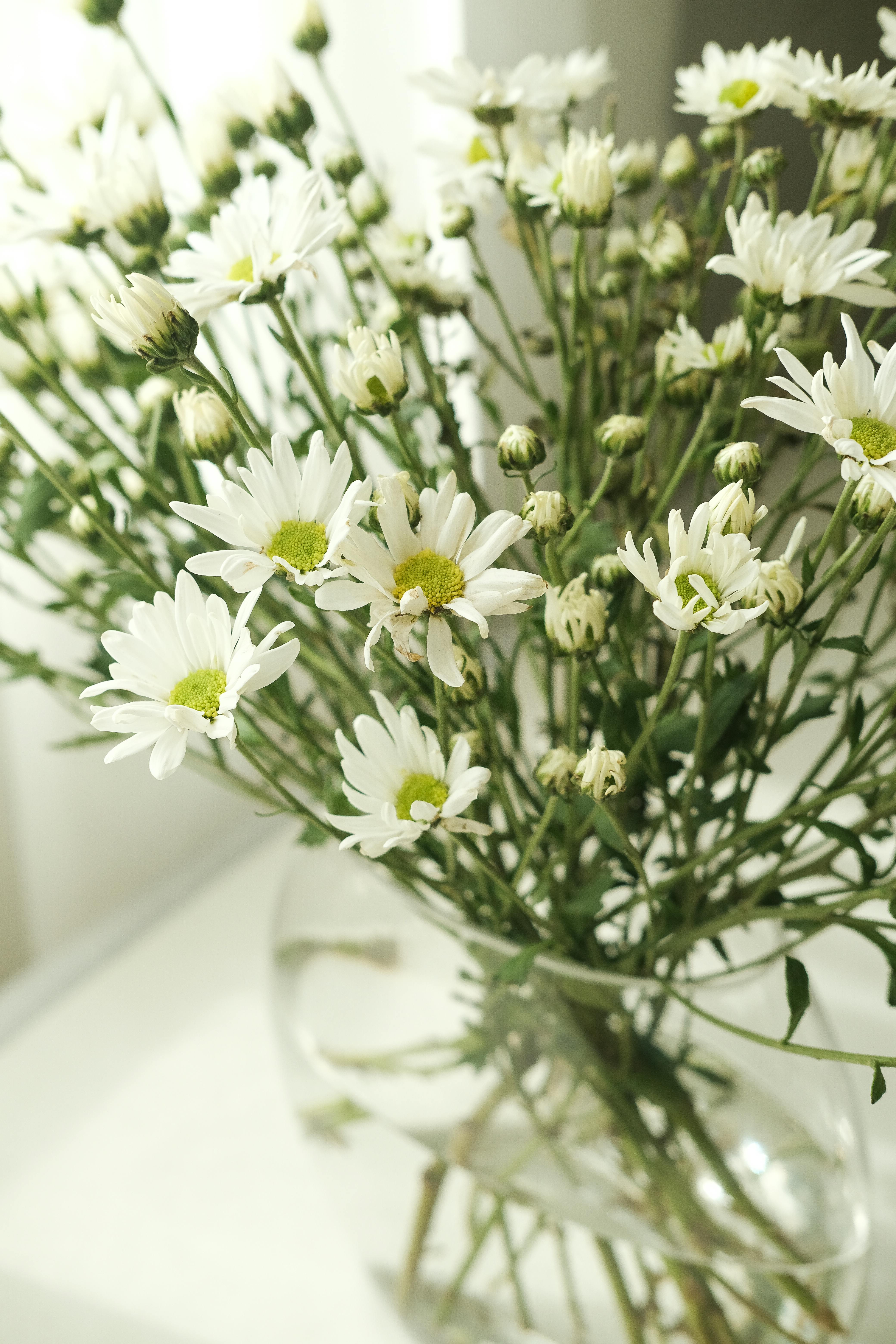 Bouquet of Chamomile Flowers · Free Stock Photo