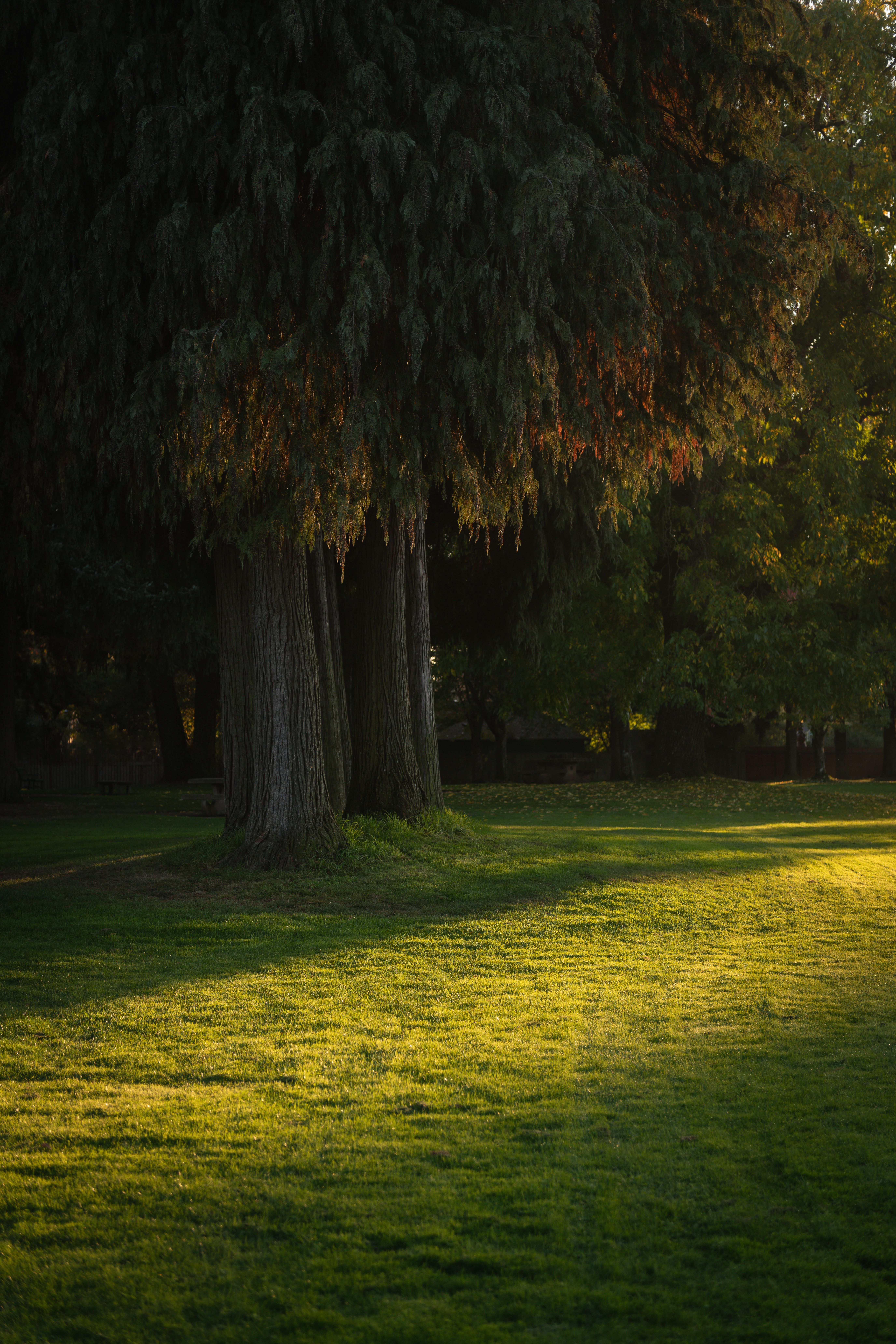 Photo gratuite de arbres, herbe, nature, parc, paysage, tir vertical, vert