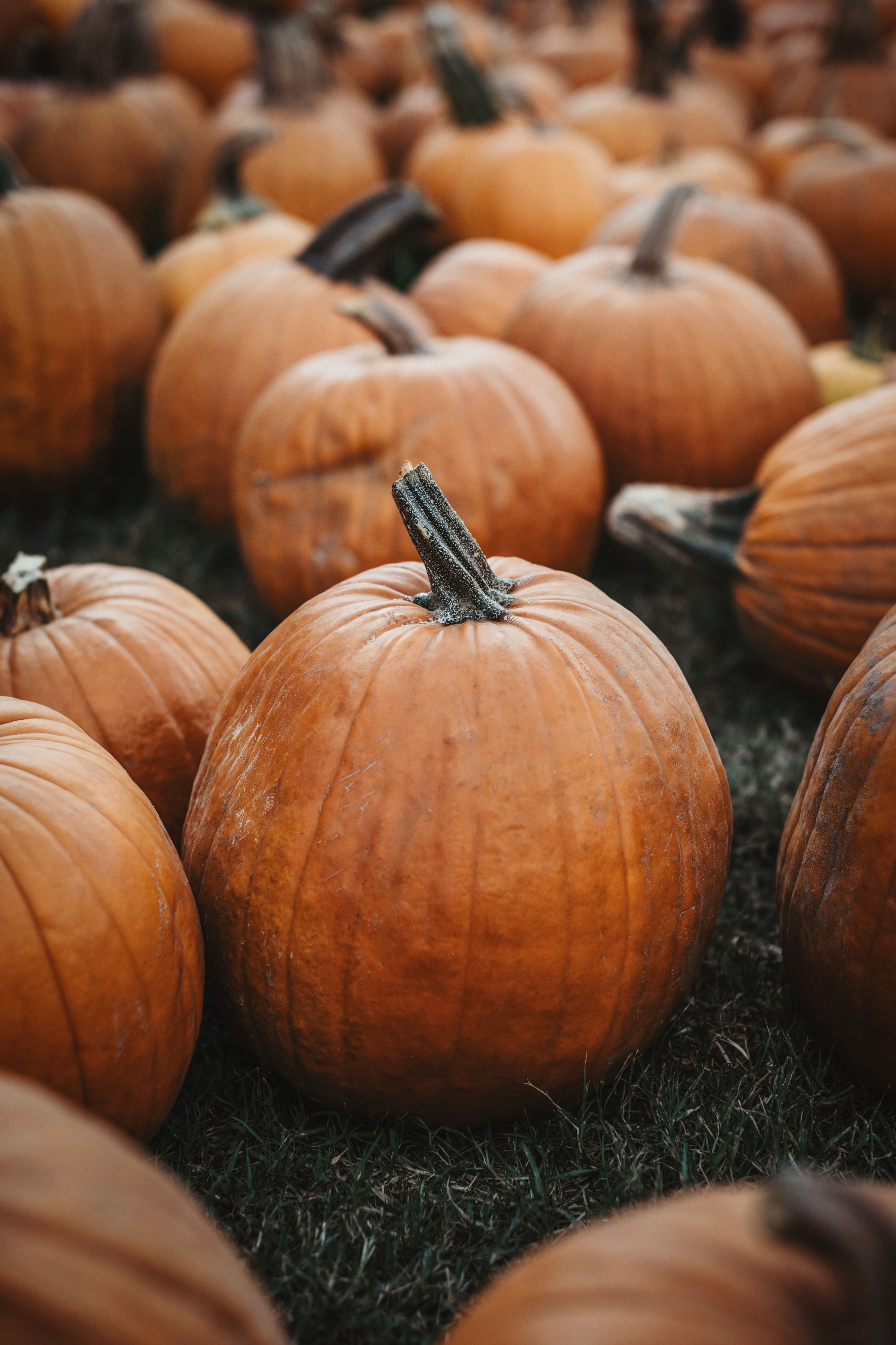 Photo of Field Full of Pumpkins · Free Stock Photo