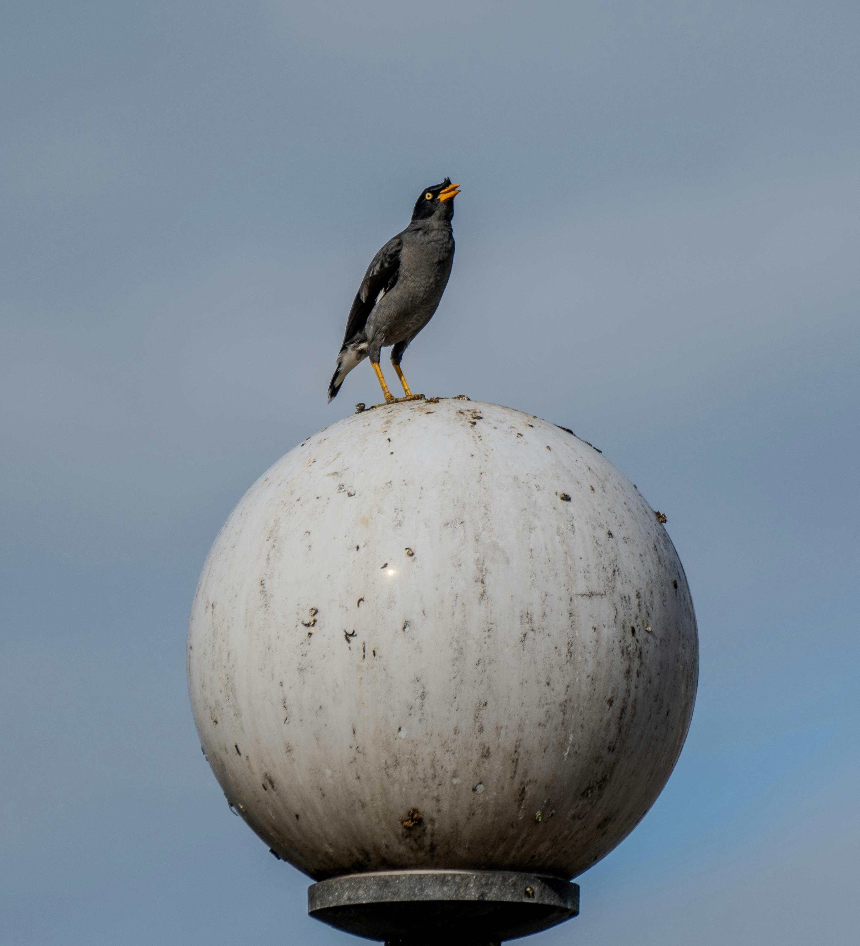 Myna Bird Perched on a Spherical Sculpture · Free Stock Photo