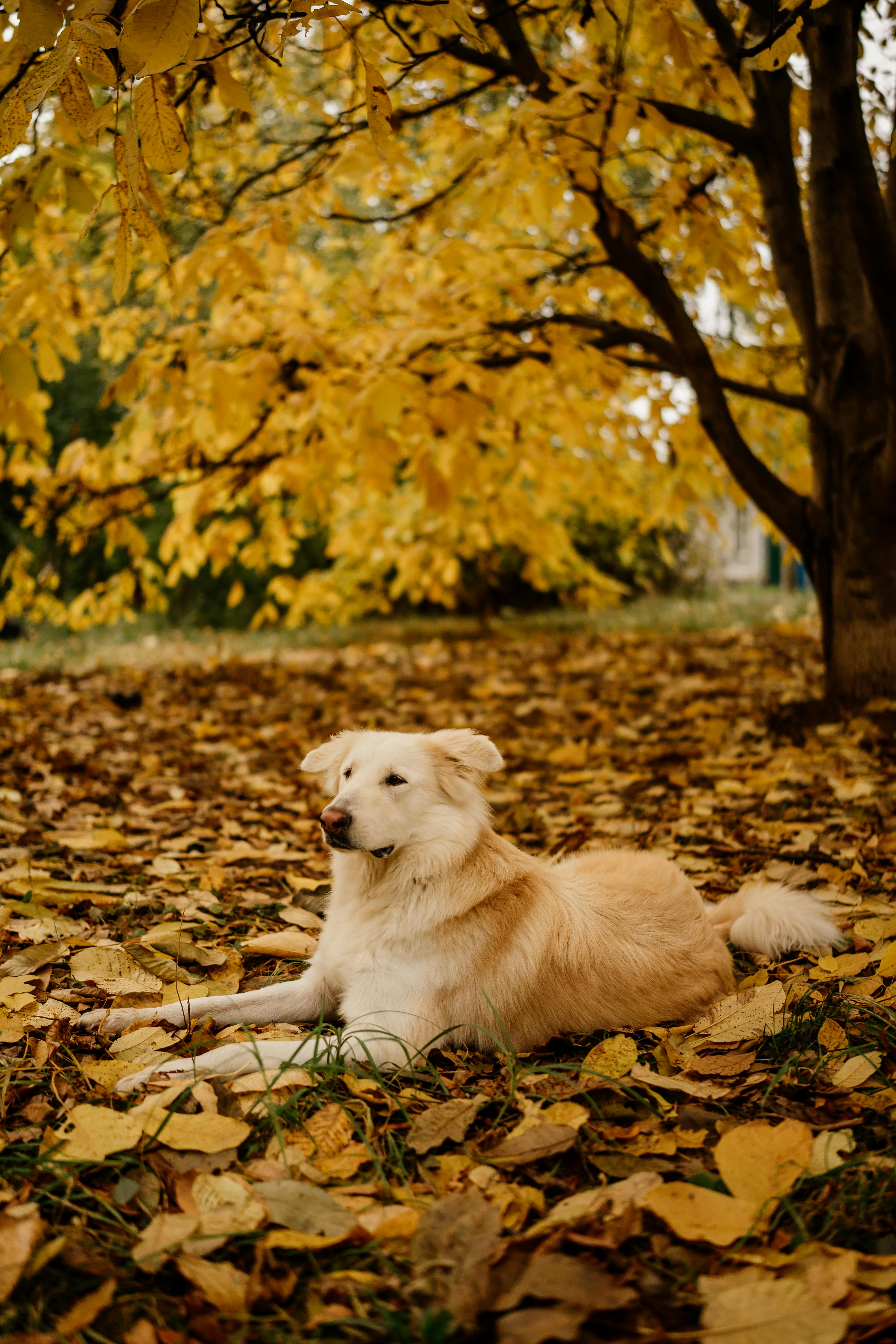 Dog Sitting Under a Tree with Golden Autumn Leaves · Free Stock Photo