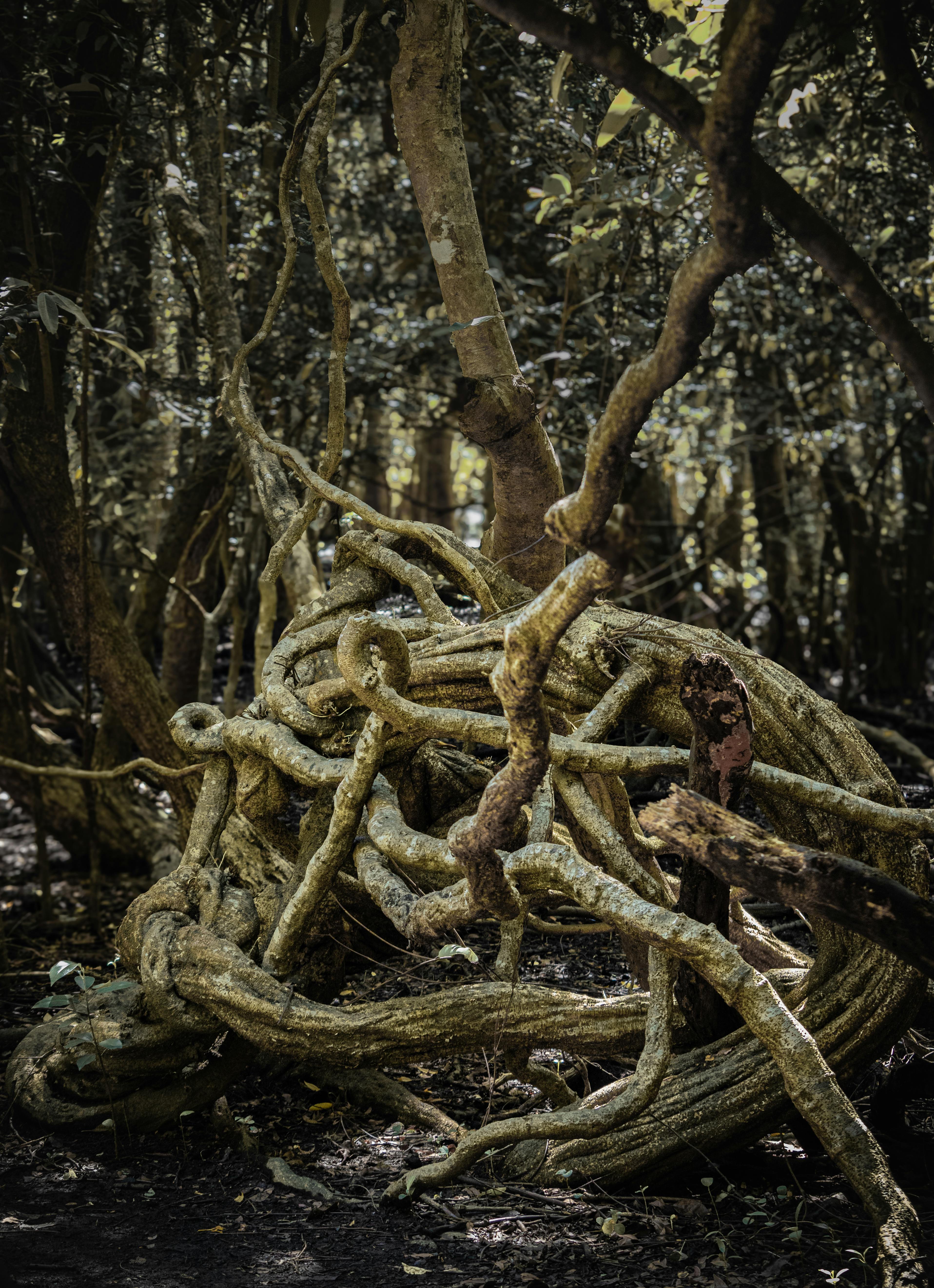 Tangled Branches of Trees in Forest · Free Stock Photo