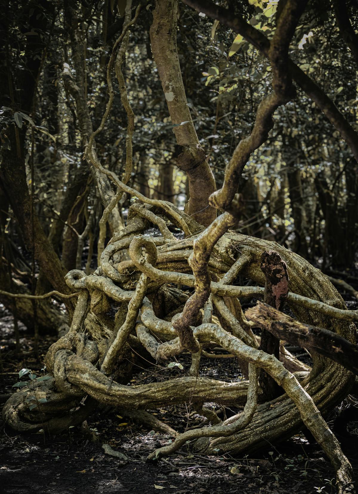 Forest Of Tangled Trees Photos, Download The BEST Free Forest Of ...