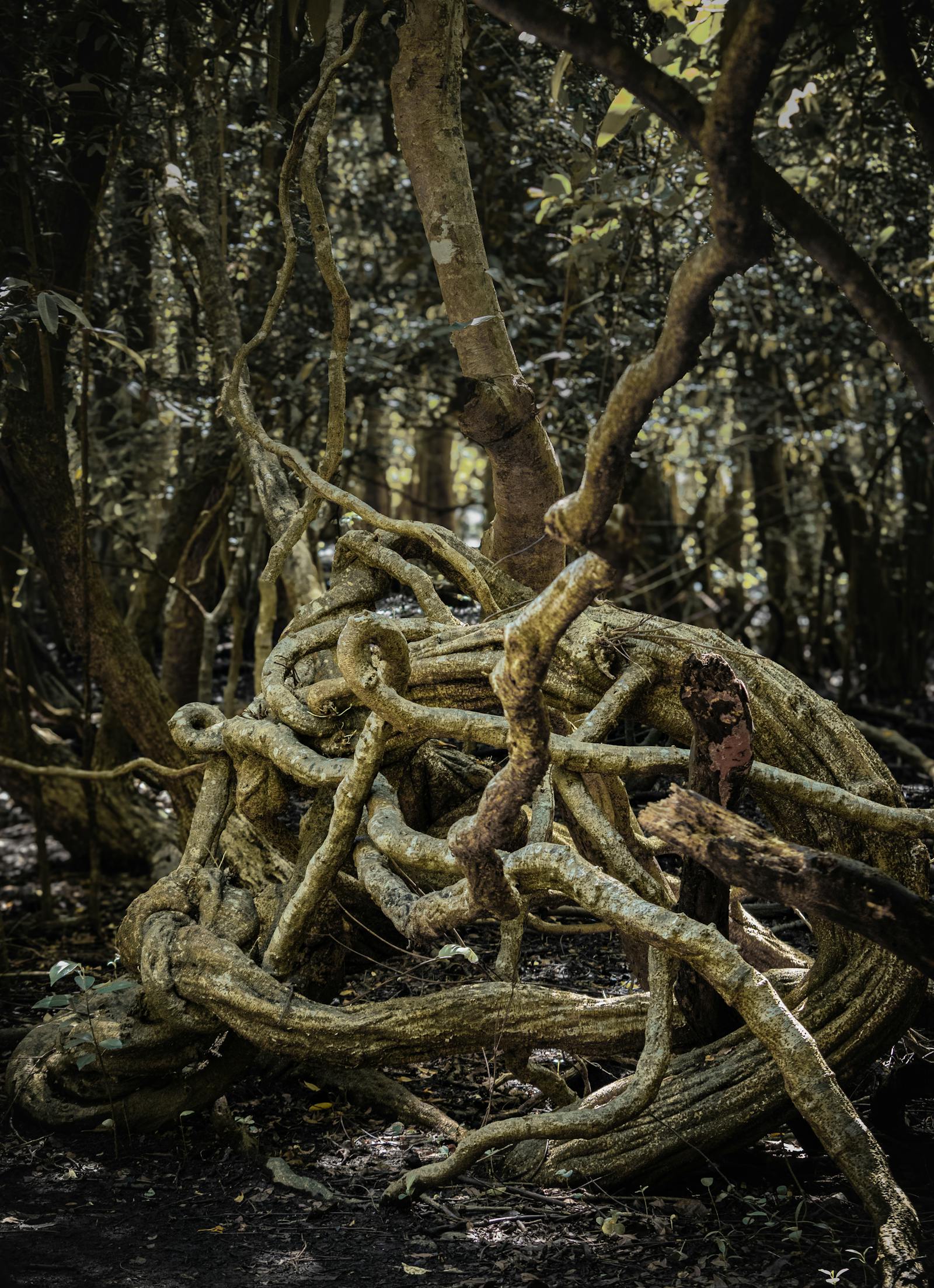 Forest Of Tangled Trees Photos, Download The BEST Free Forest Of ...