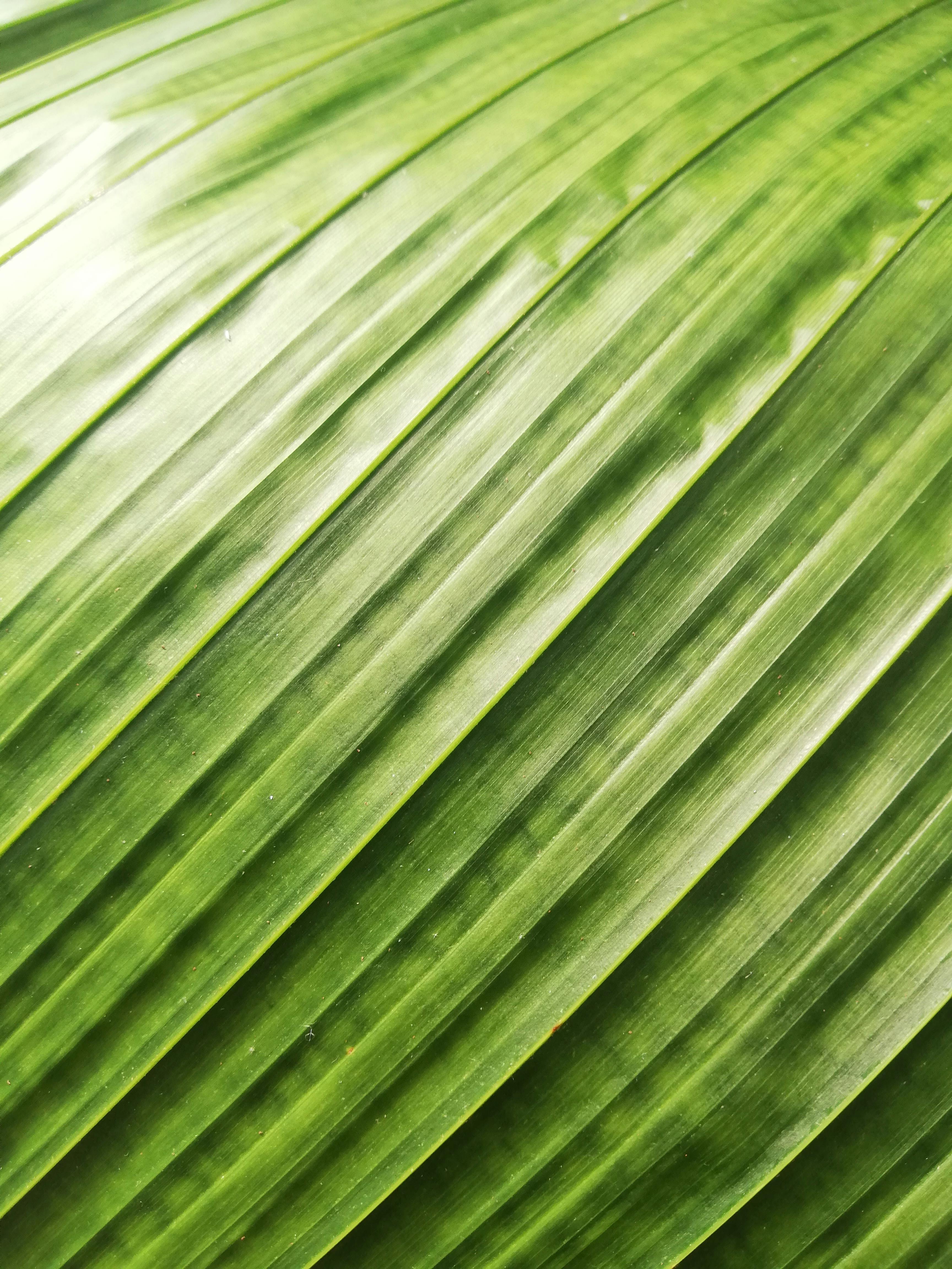 Fresh Green Photos, Download The BEST Free Fresh Green Stock Photos ...