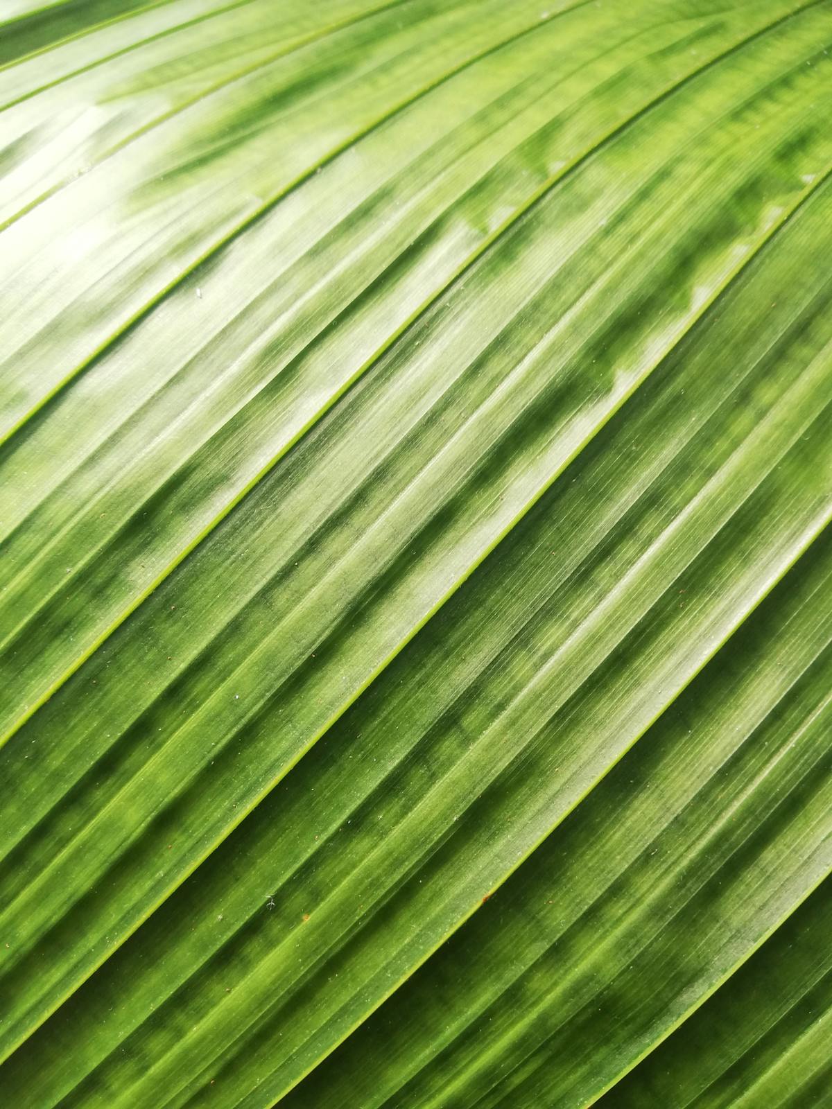 Cassava Leaf Photos, Download The BEST Free Cassava Leaf Stock Photos ...