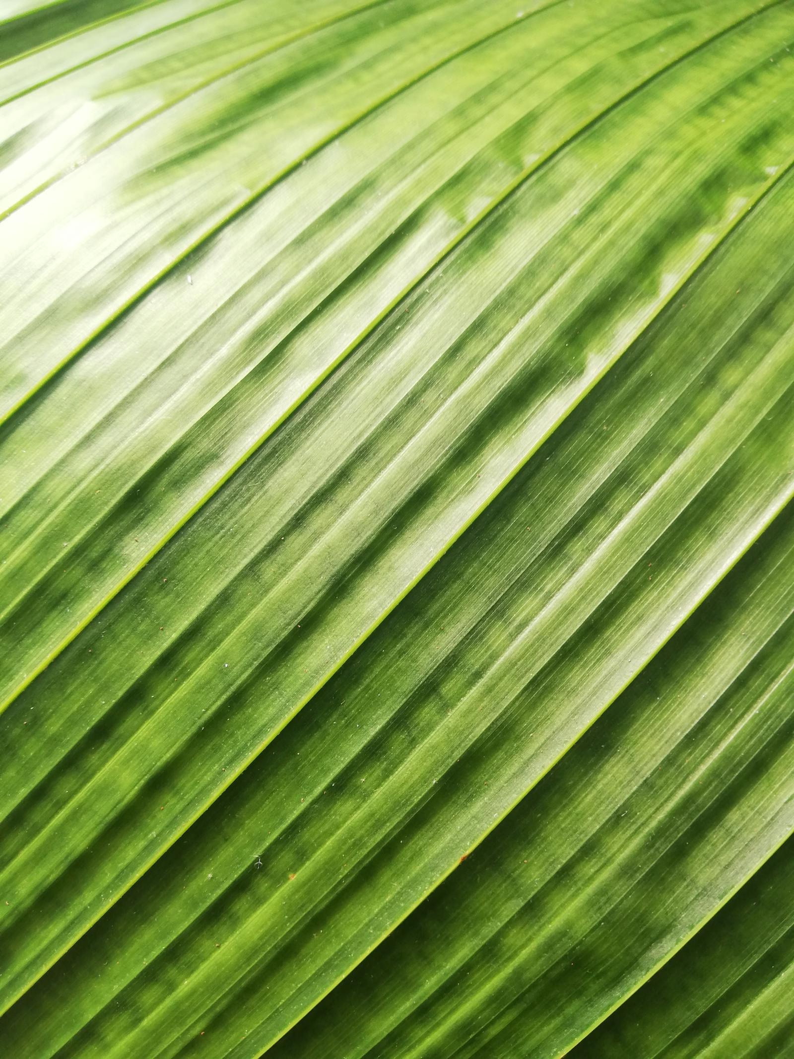 Cassava Leaf Photos, Download The BEST Free Cassava Leaf Stock Photos ...