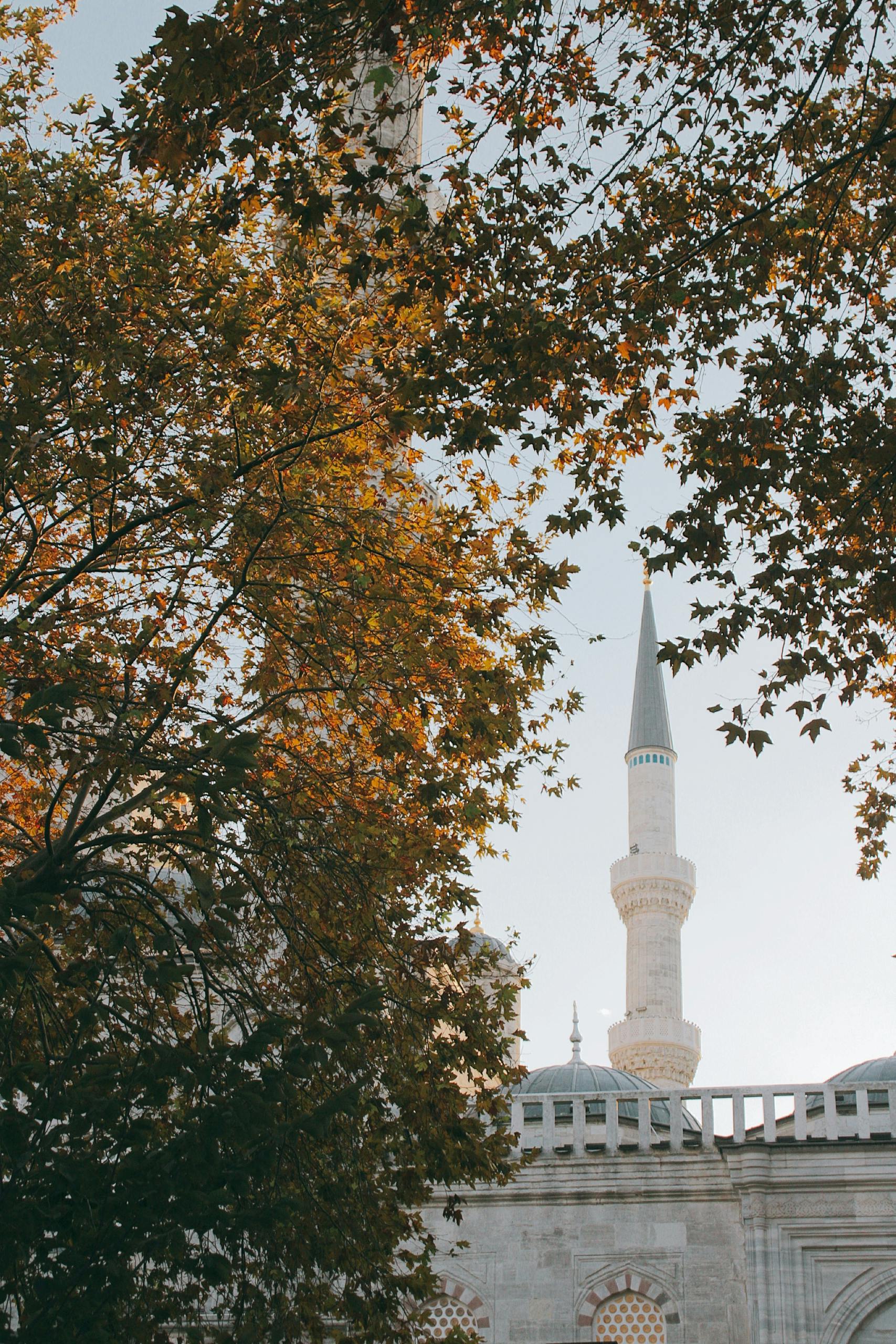 Autumn Foliage in Front of Blue Mosque in Istanbul, Turkey · Free Stock ...