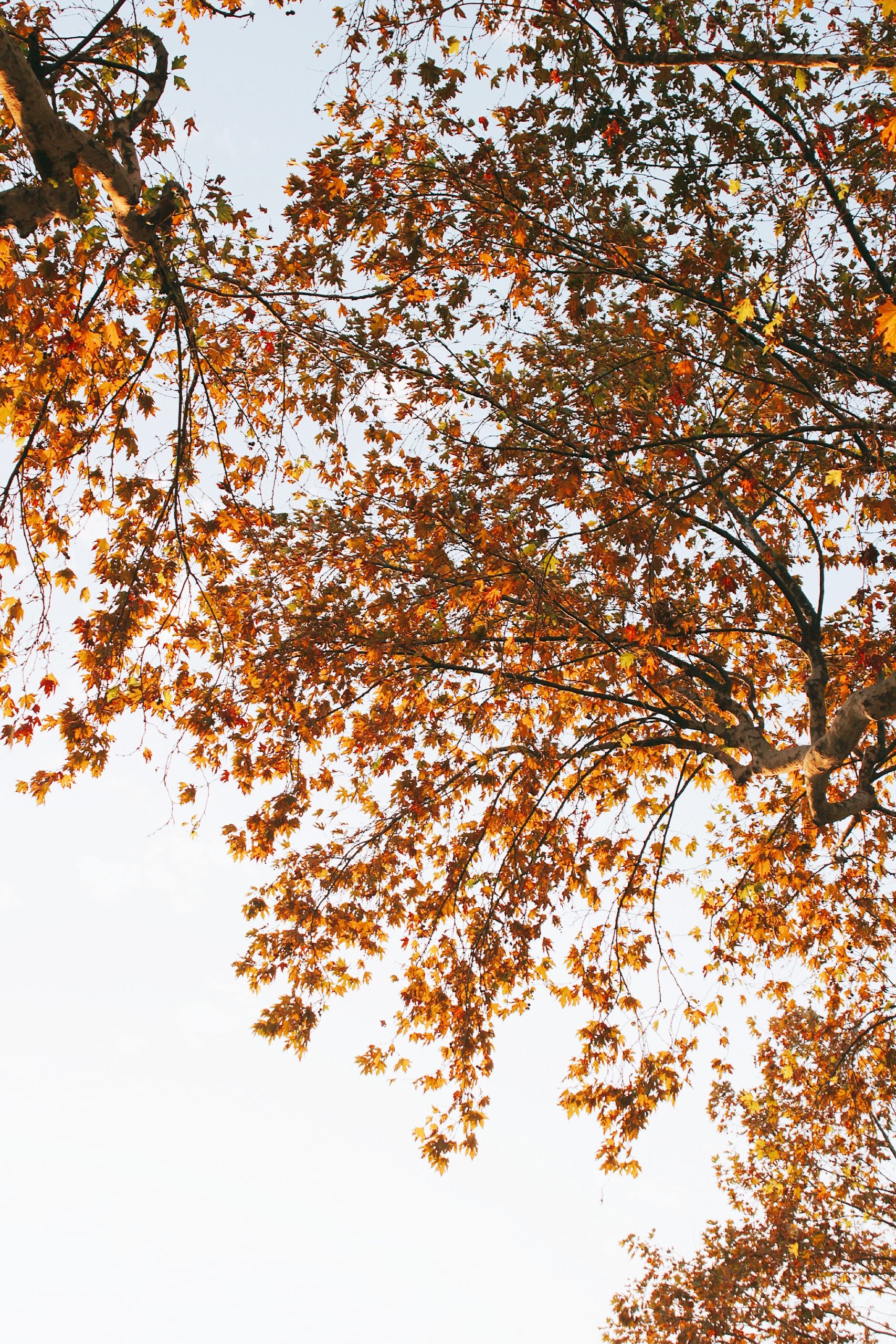 Withered Leaves on a Tree Branch · Free Stock Photo