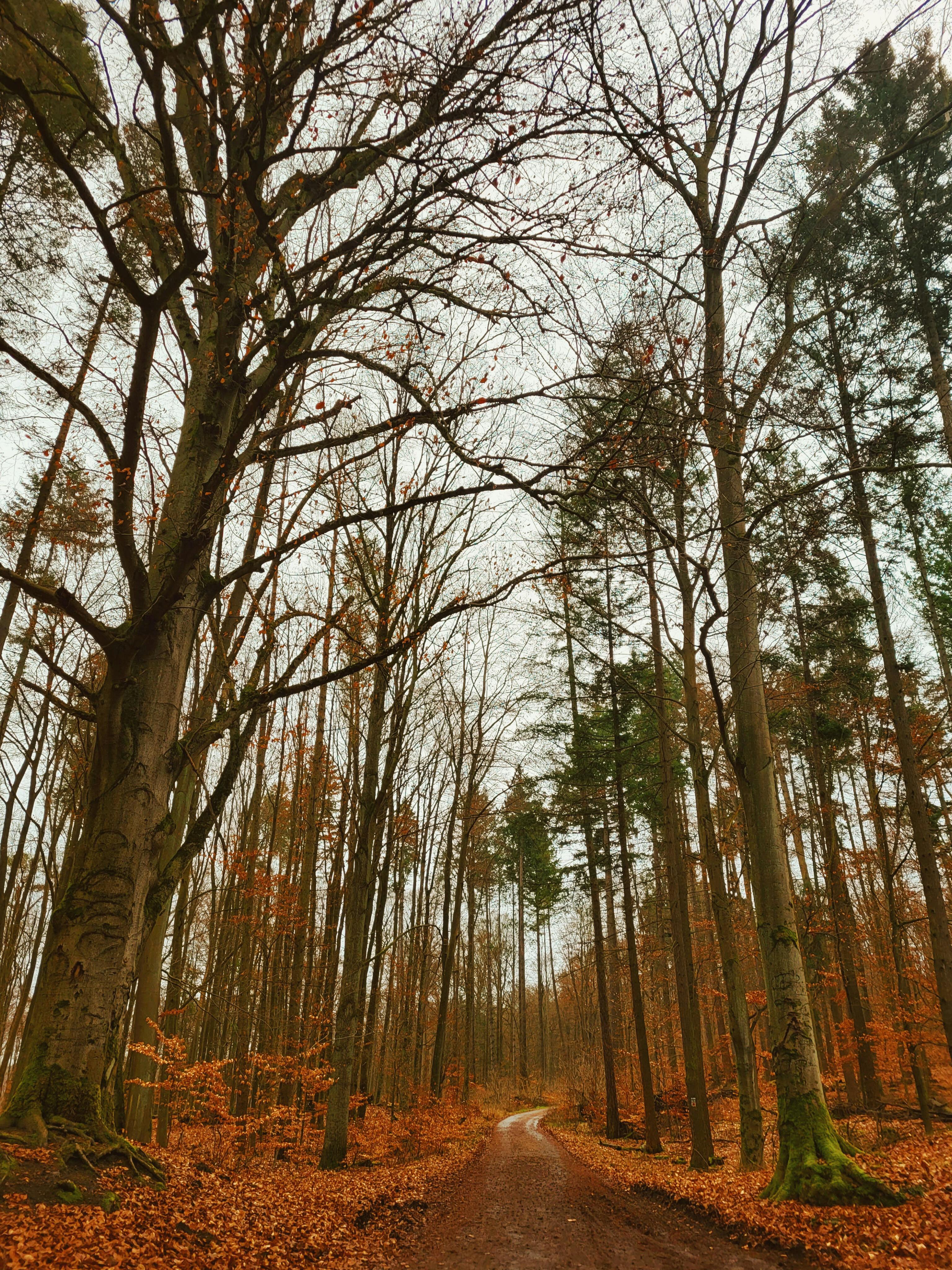 Dirt Road Between Trees in Autumn · Free Stock Photo