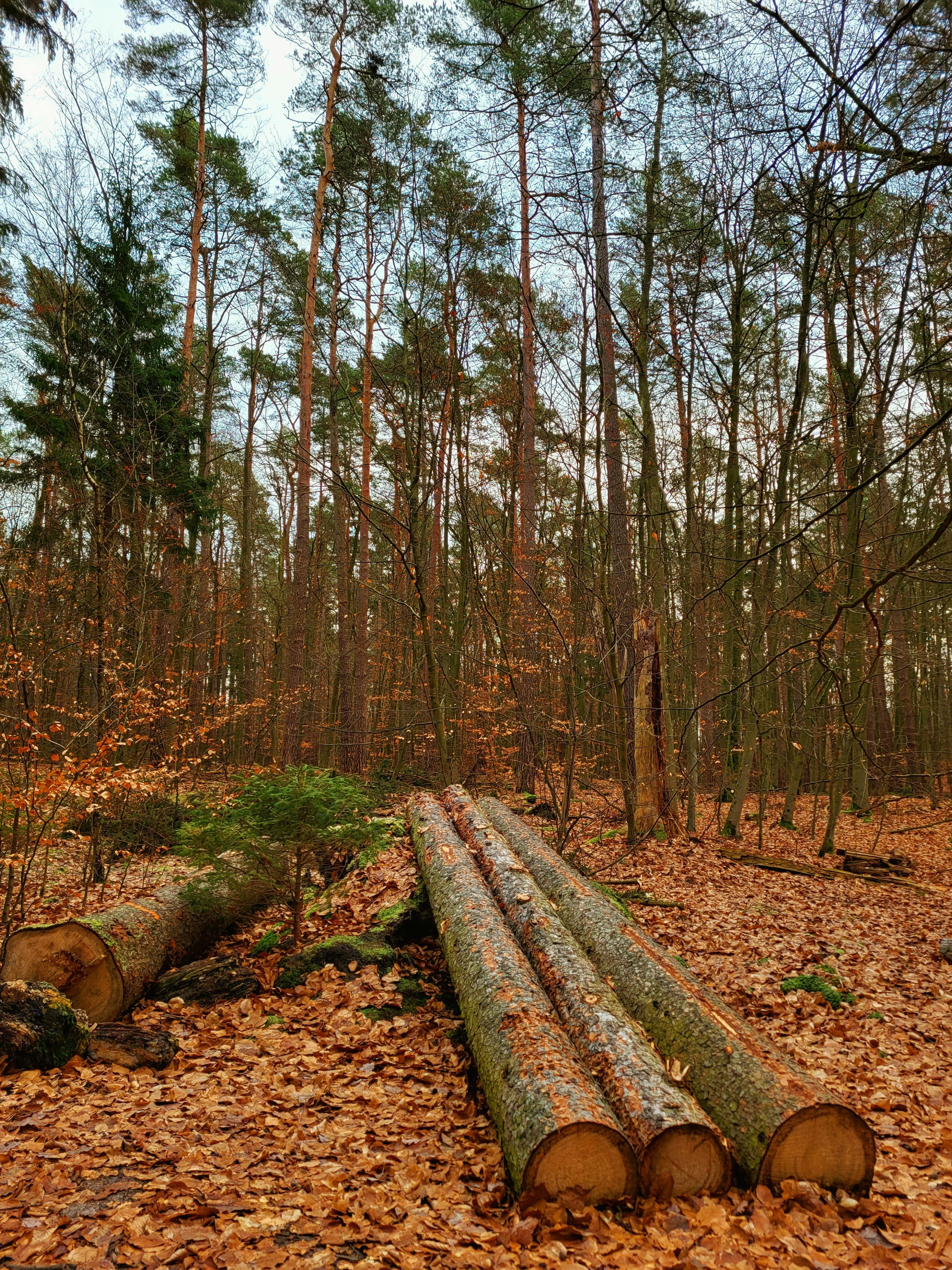 Tree trunk with burrow in autumn woods · Free Stock Photo