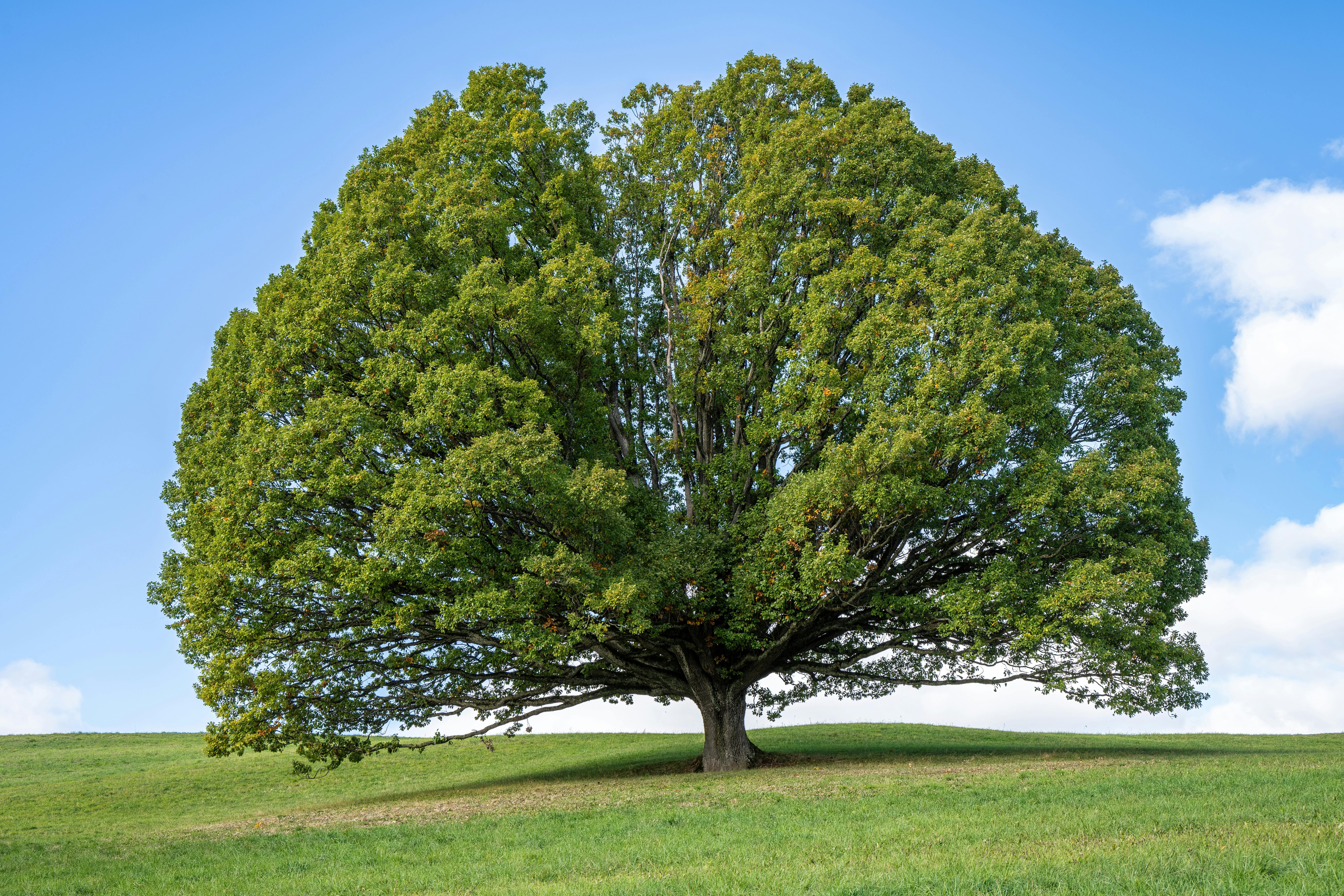 Single Large Tree Growing on a Hayfield · Free Stock Photo