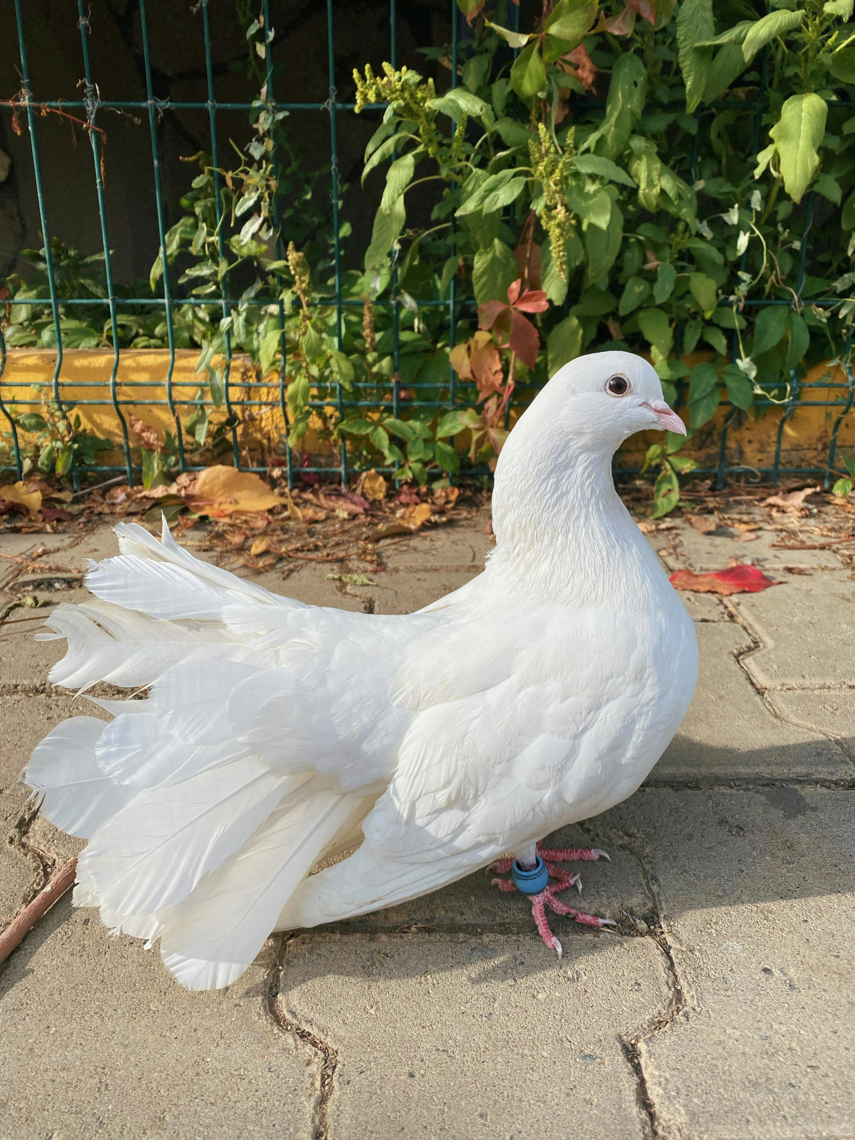 White Pigeon on Pavement · Free Stock Photo
